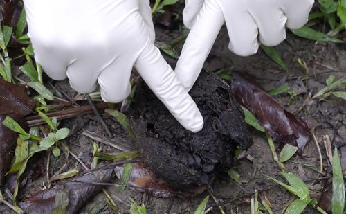 Poop checks - Focus Taiwan