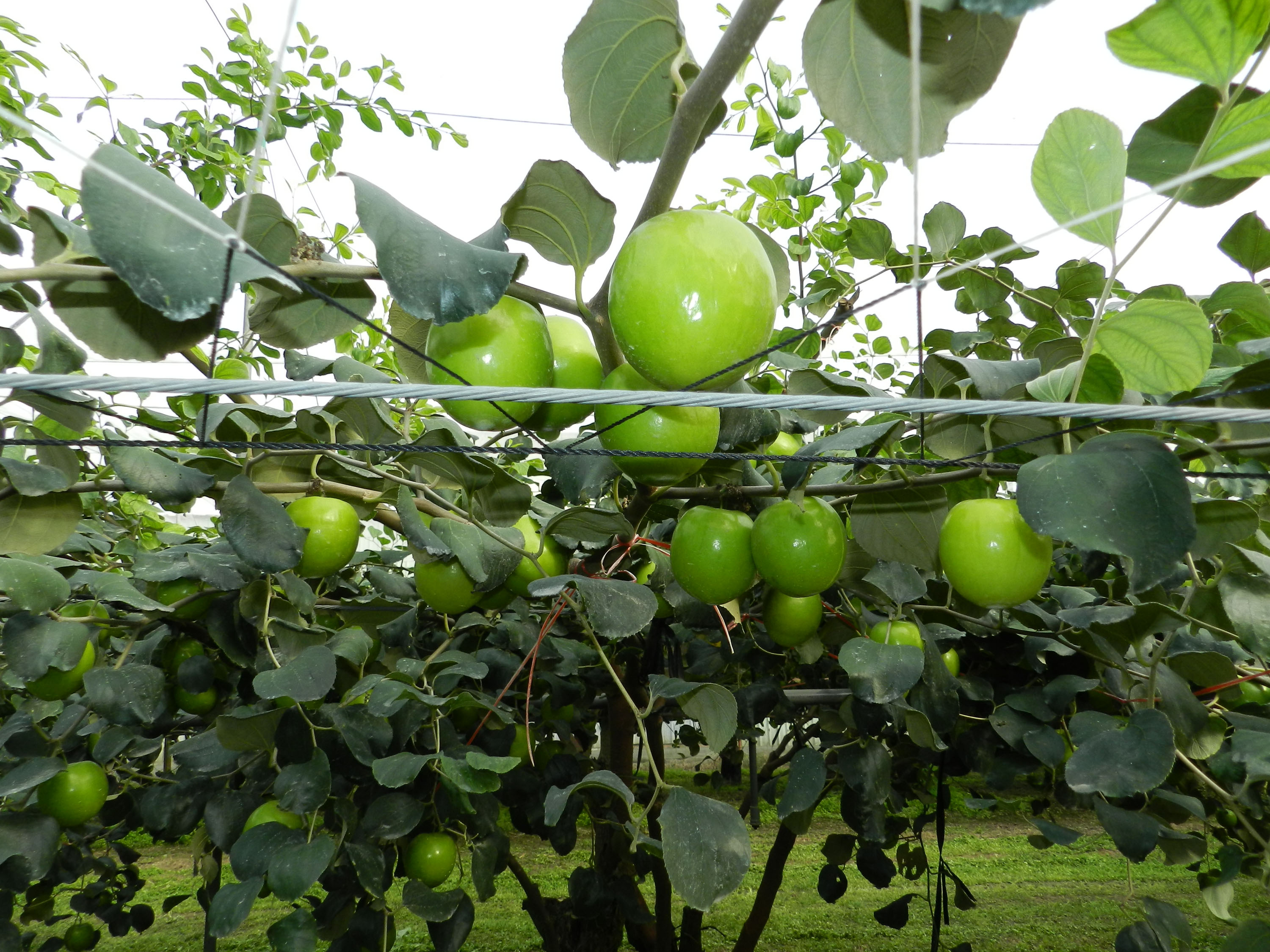 Jujube - Focus Taiwan