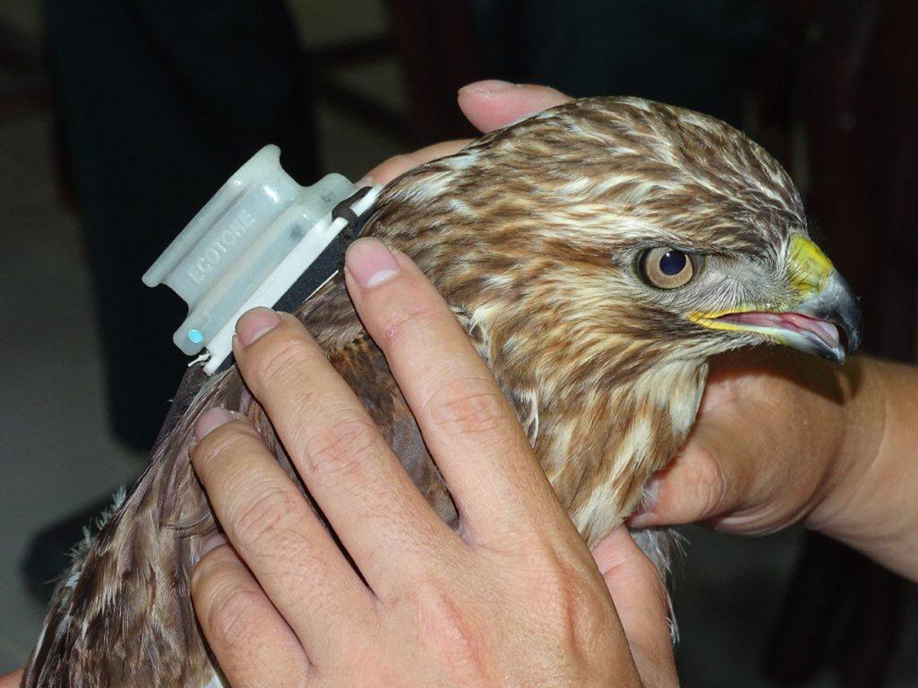 Raptor in Kinmen - Focus Taiwan