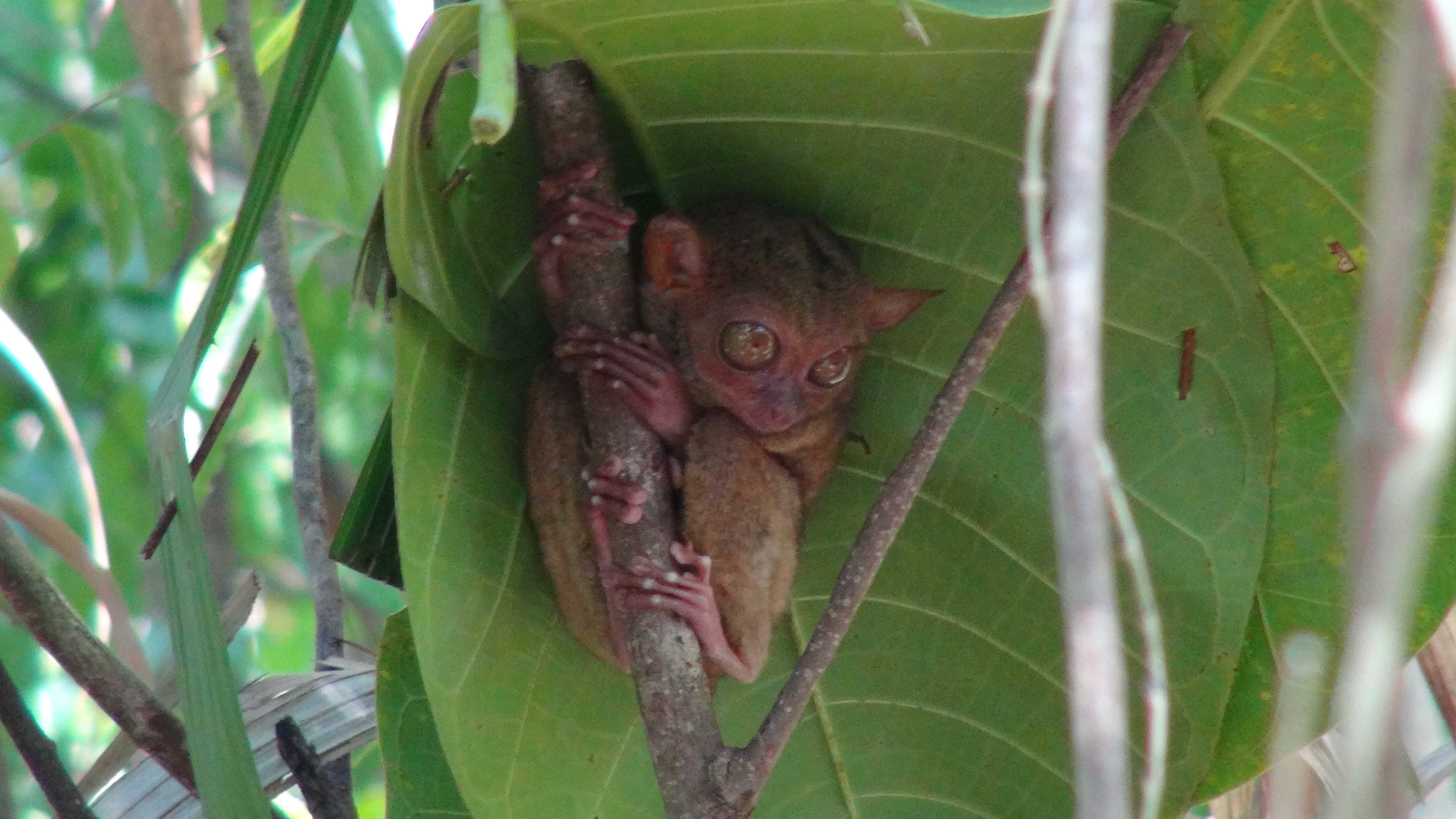 Philippine tarsier - Focus Taiwan