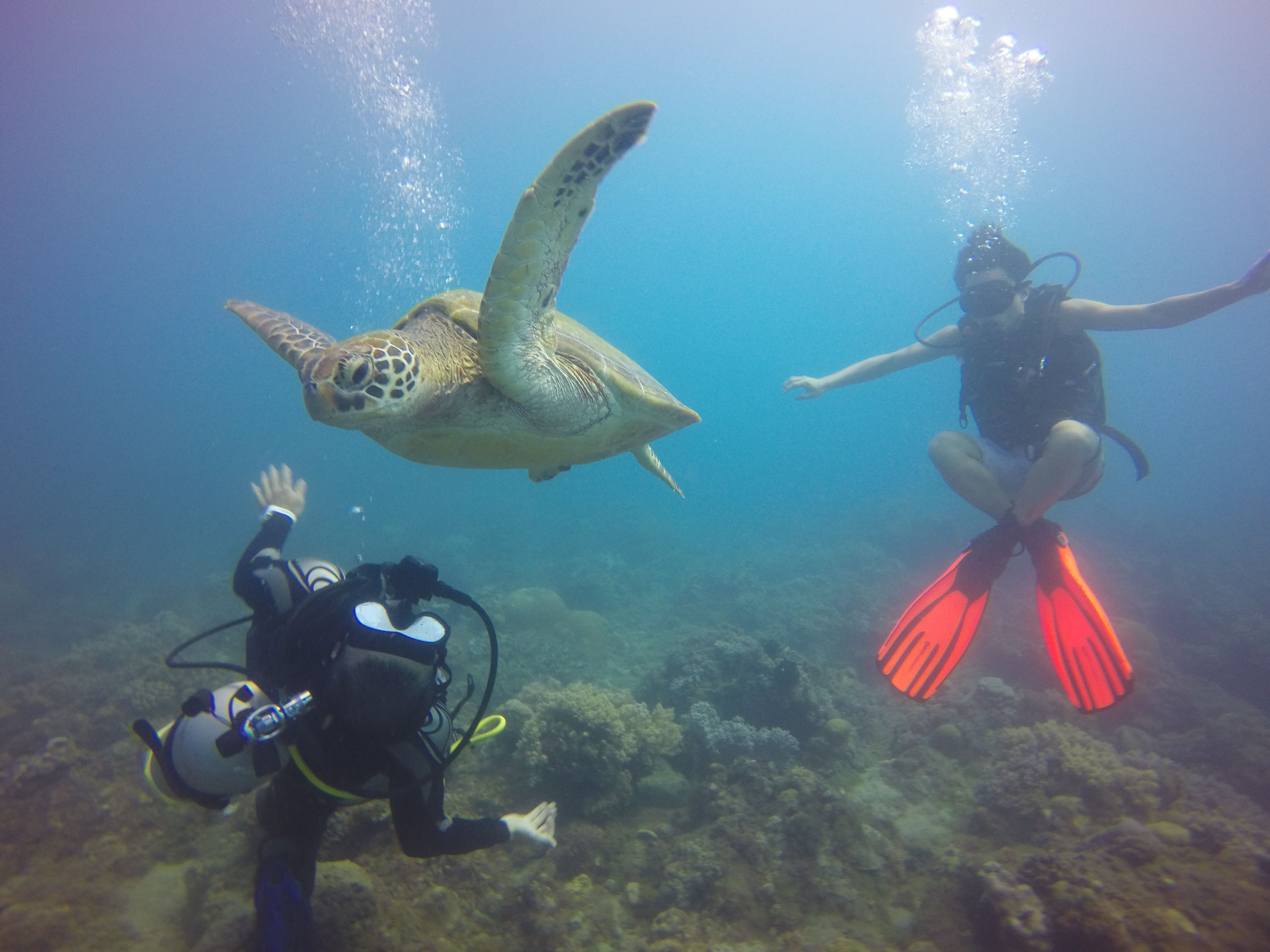 Dancing with sea turtles - Focus Taiwan