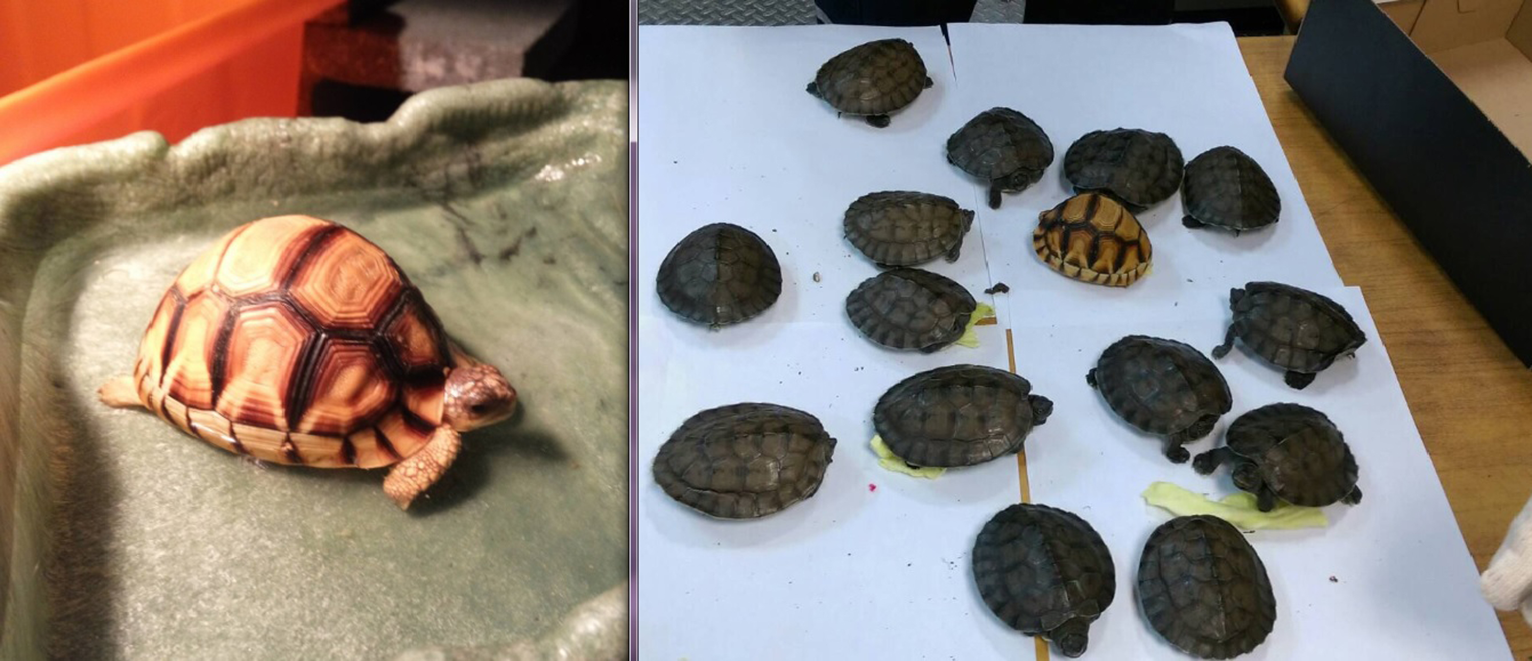 Endangered turtles - Focus Taiwan