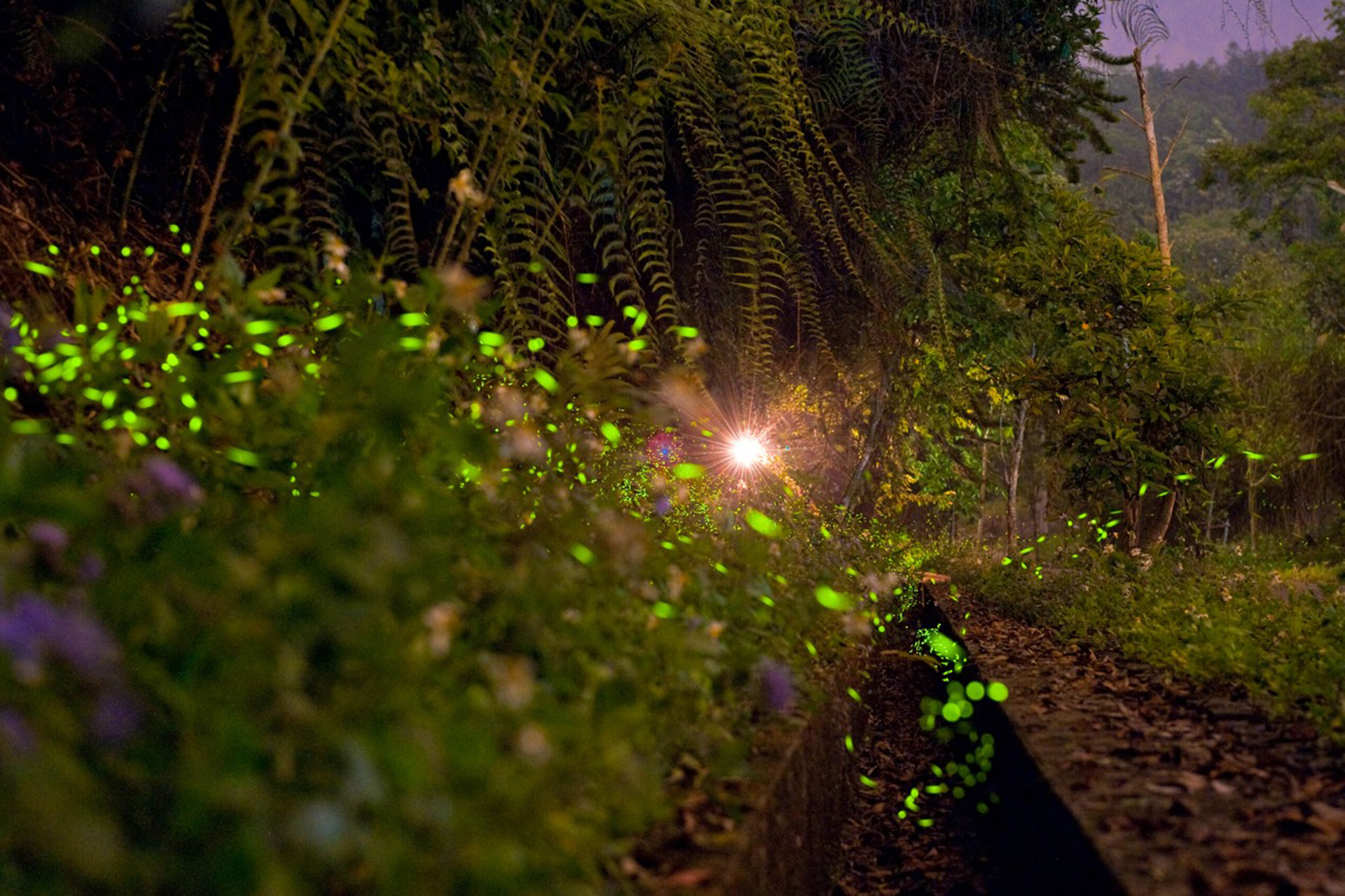 Sun Moon Lake fireflies - Focus Taiwan