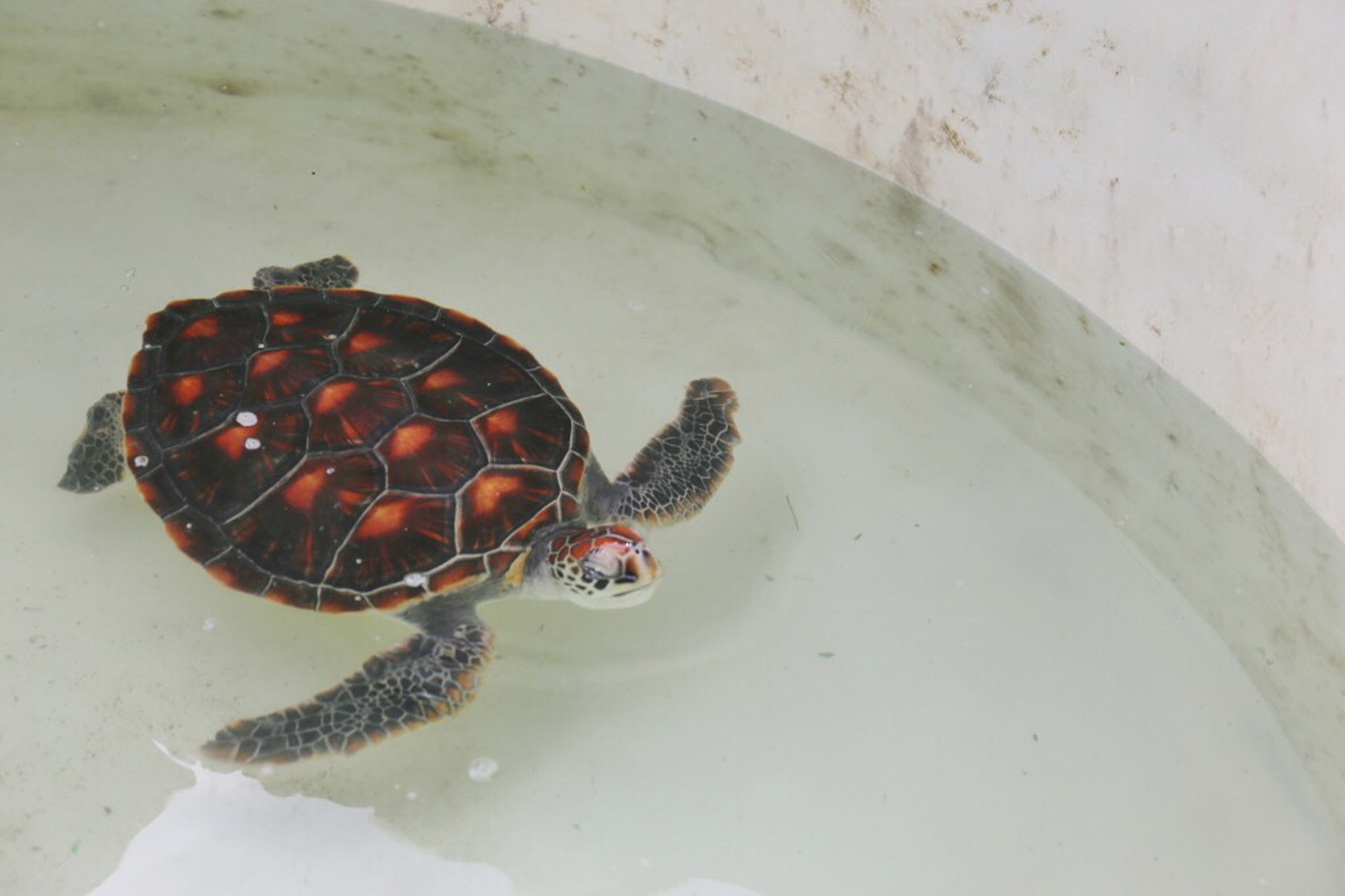 Green sea turtle - Focus Taiwan
