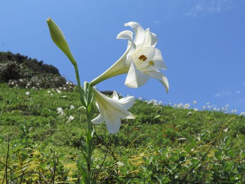 Taiwan lily - Focus Taiwan