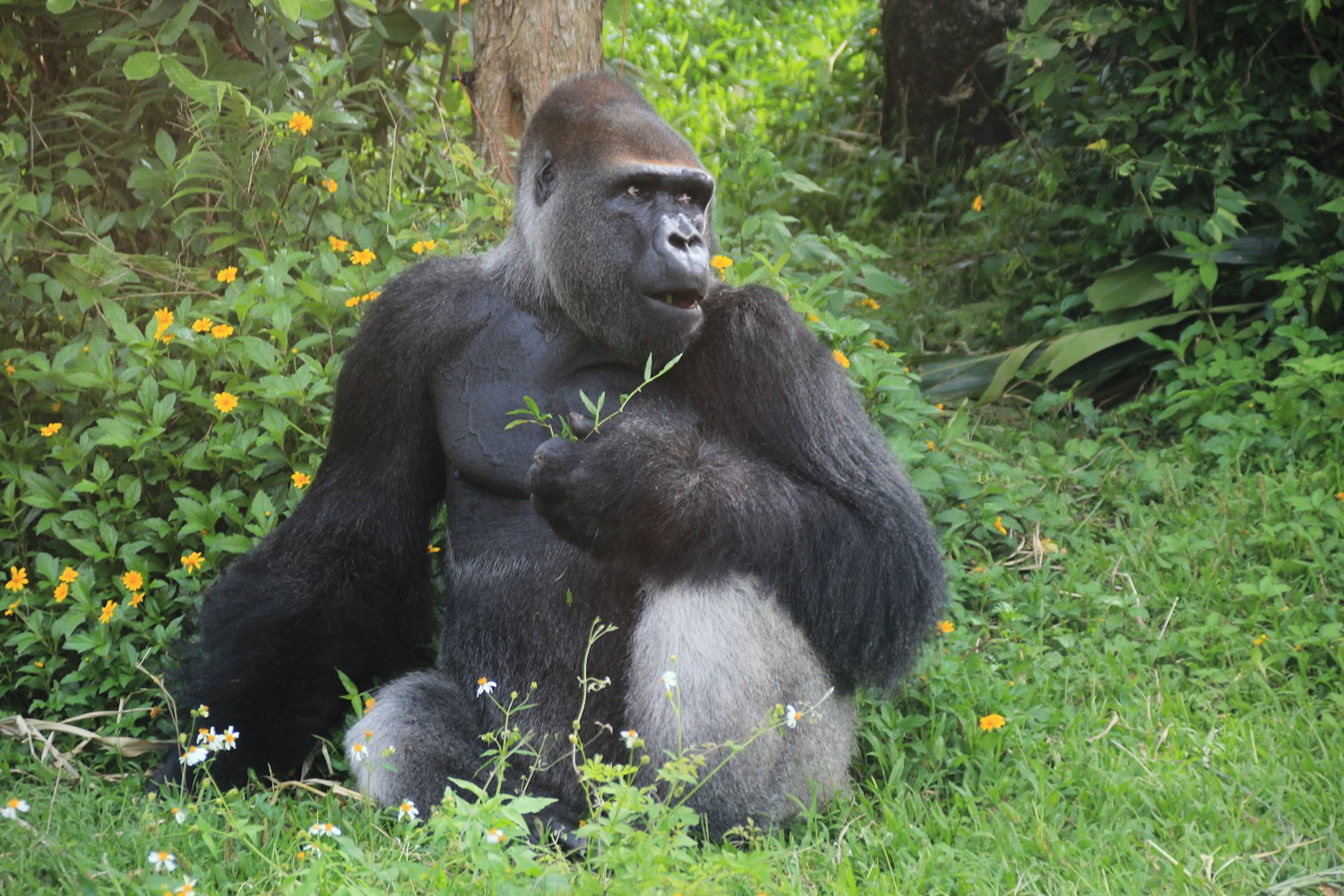 Gorillas never forget - Focus Taiwan