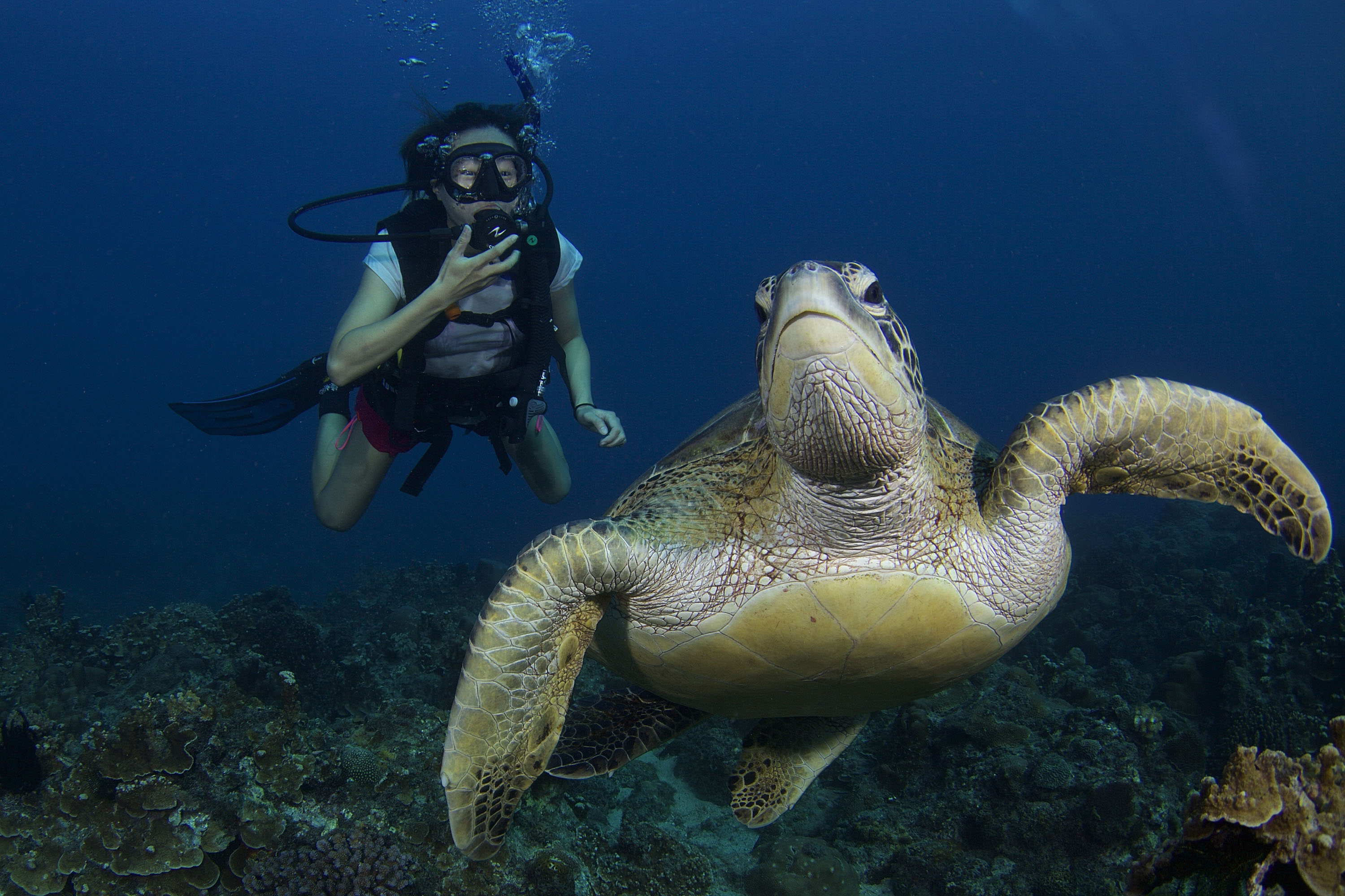 Dancing with sea turtles - Focus Taiwan