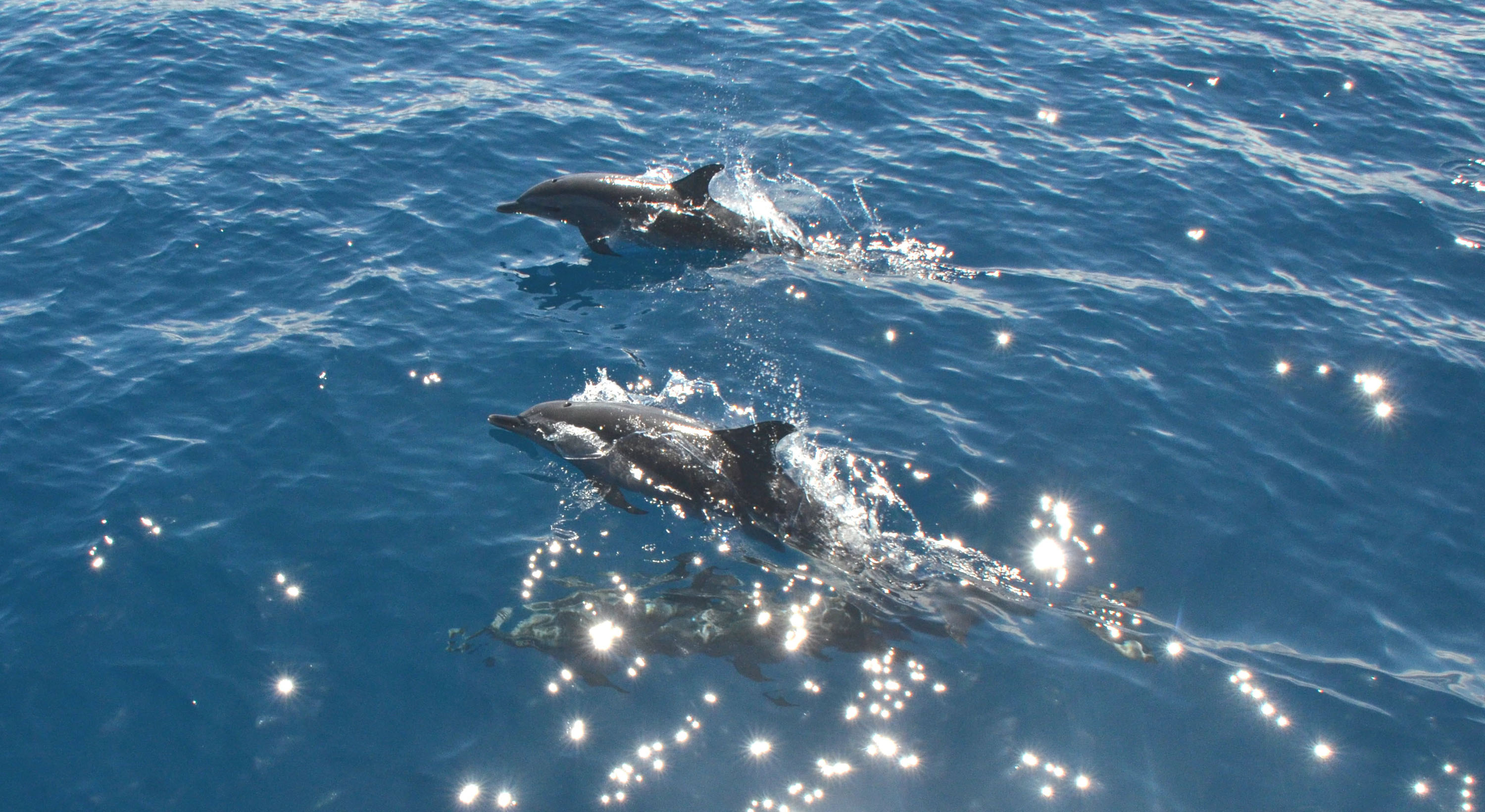 Dolphin song - Focus Taiwan