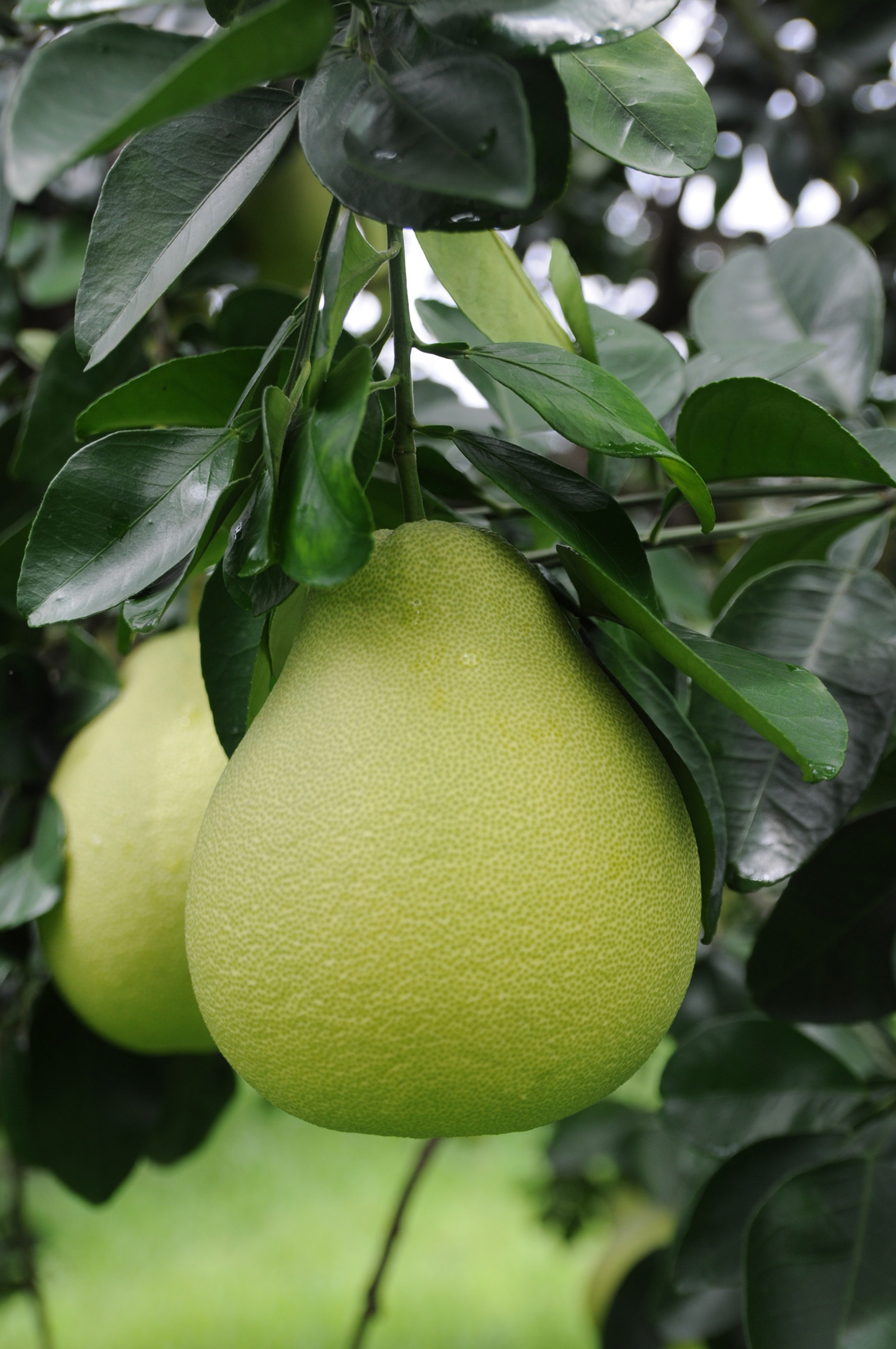 Madou pomelos - Focus Taiwan