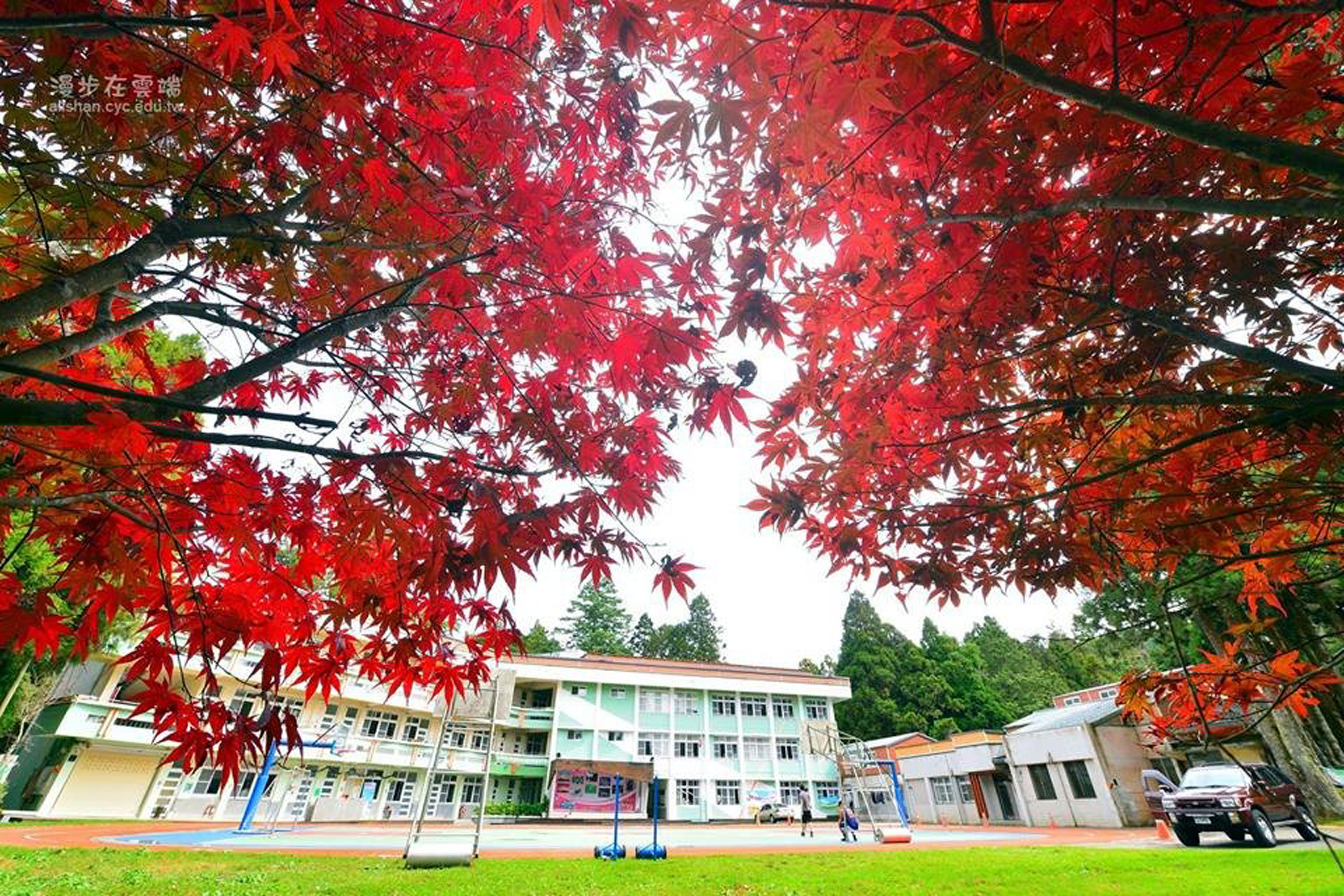 Maple tree - Focus Taiwan