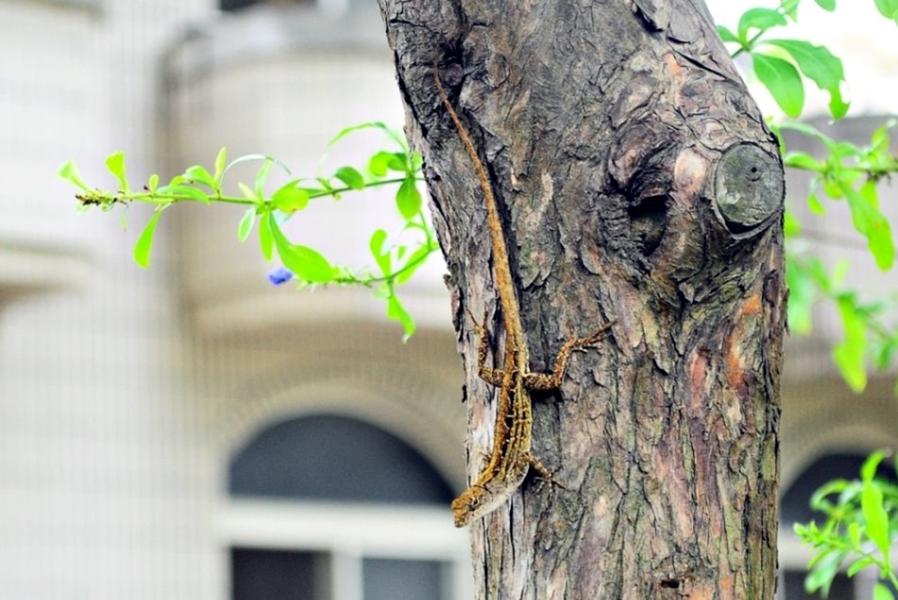 Unwanted lizard Chiayi - Focus Taiwan