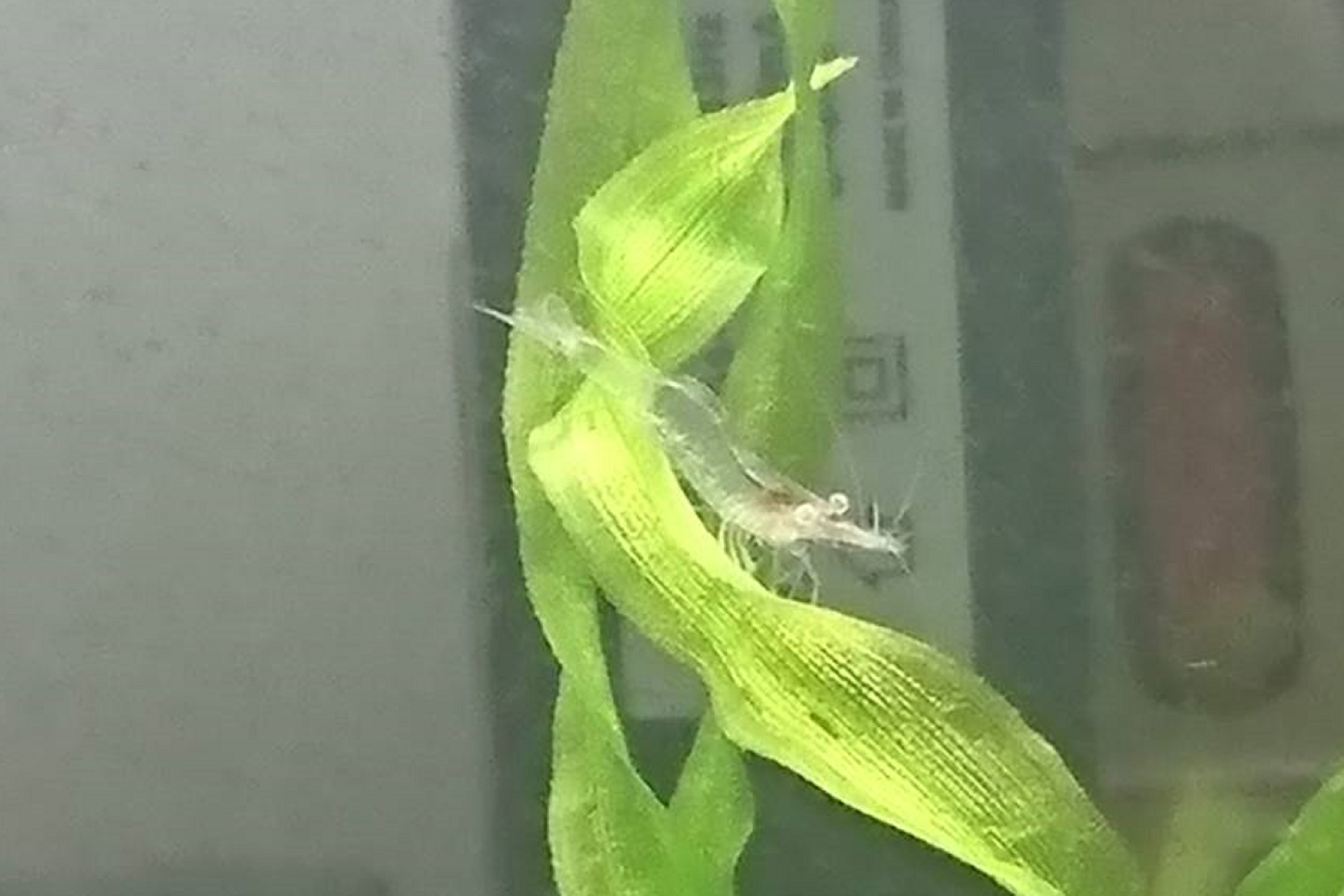 Translucent shrimp - Focus Taiwan