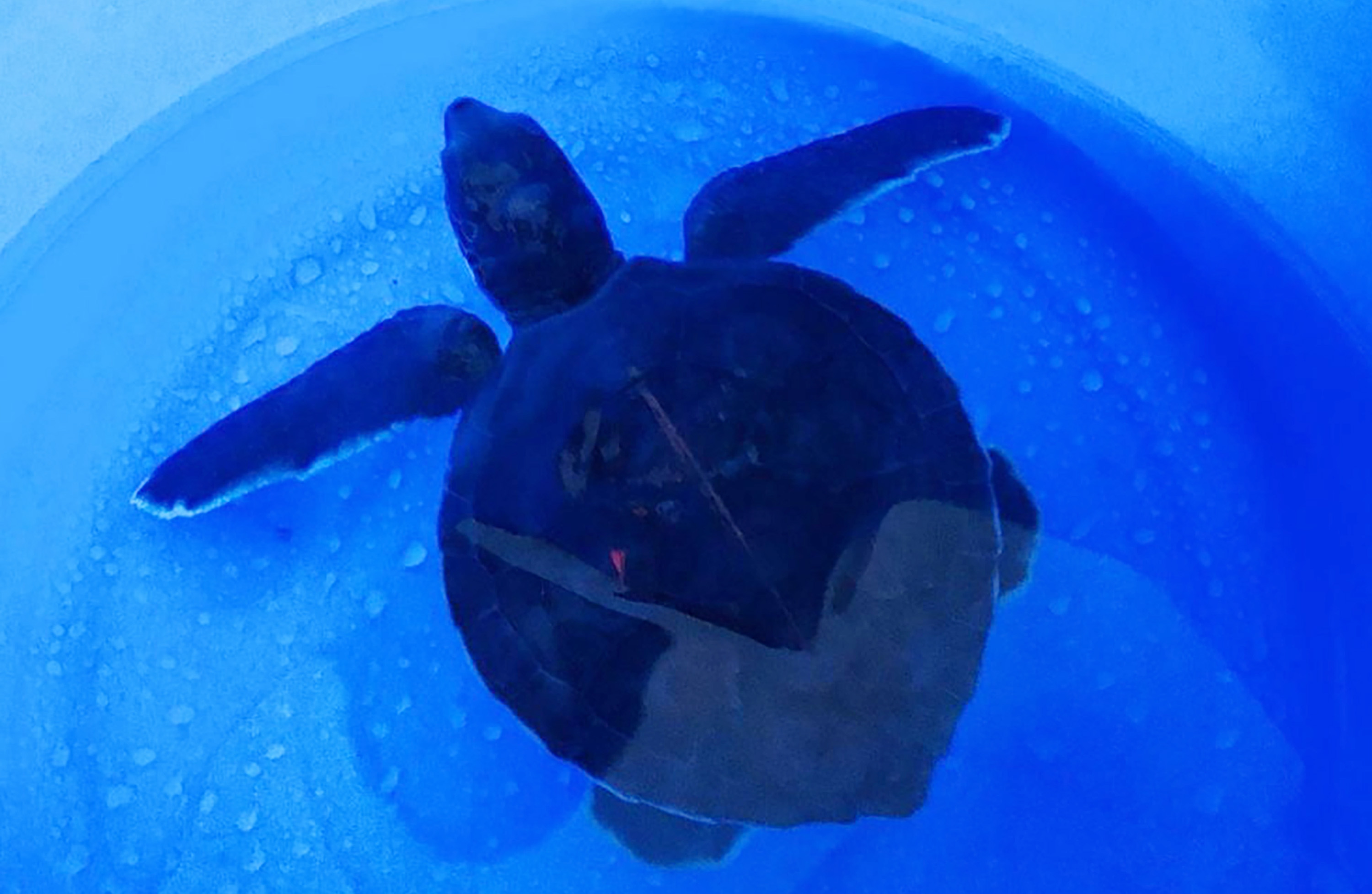 Rescued baby turtle - Focus Taiwan