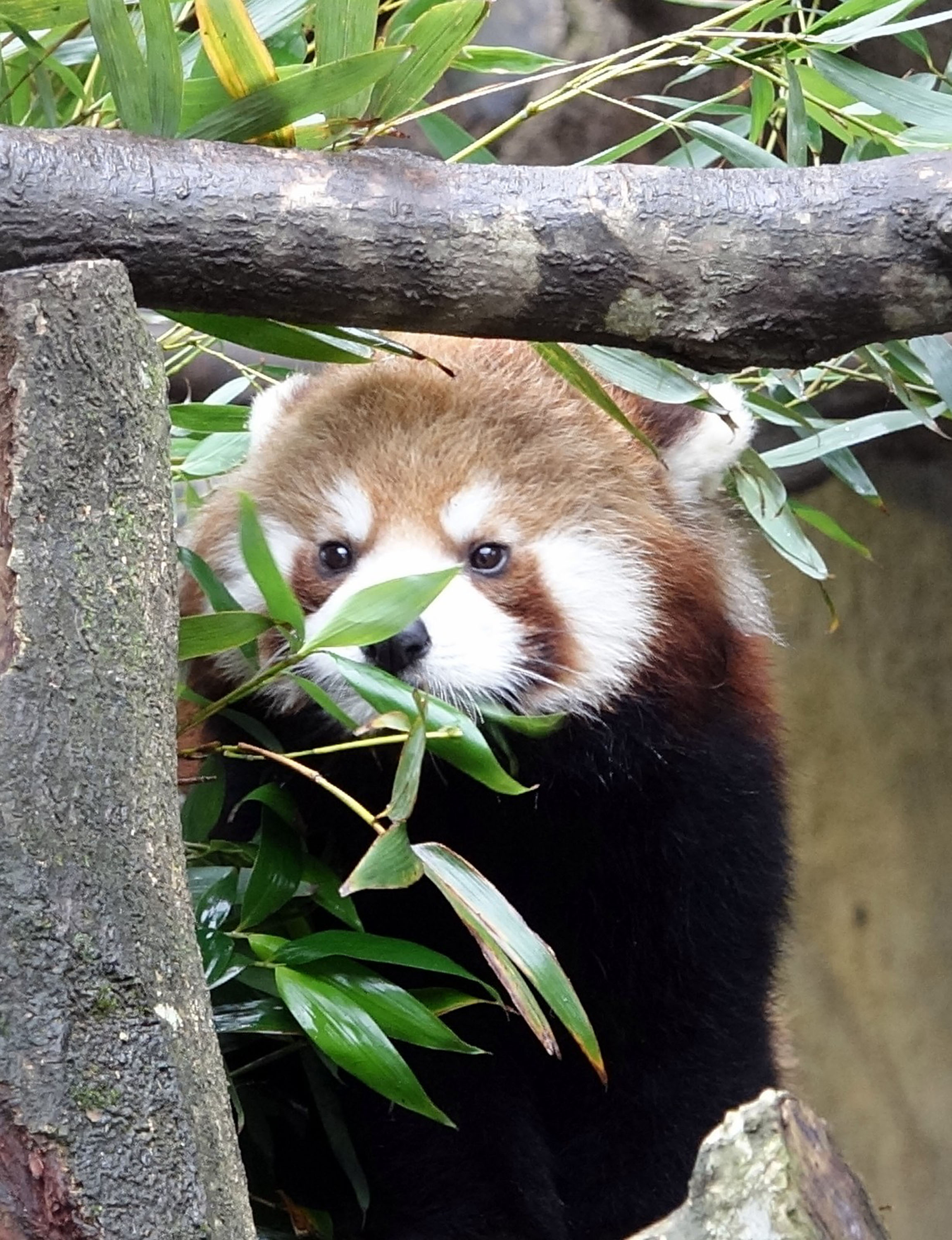 Red panda in Taipei Zoo - Focus Taiwan