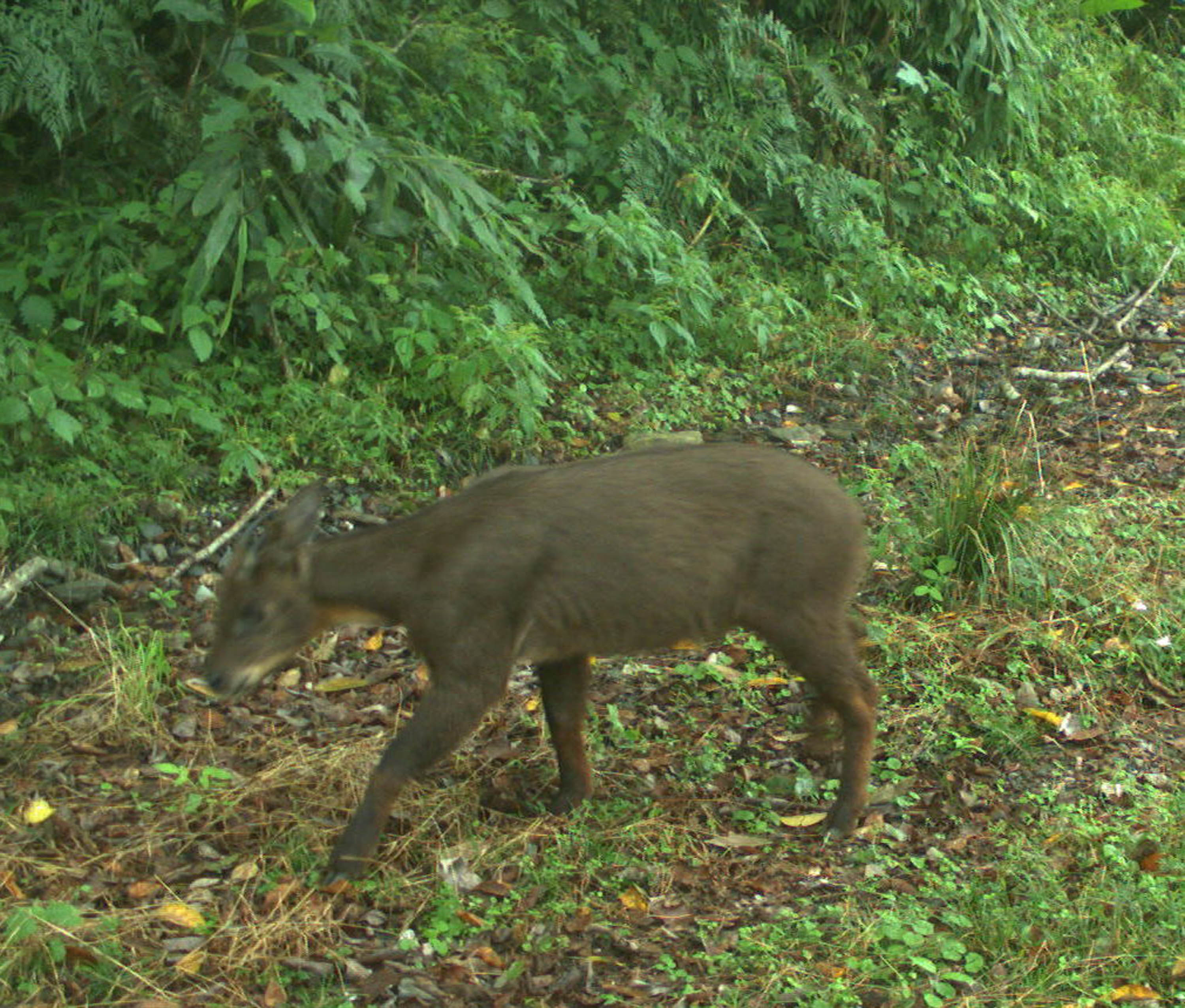 Wild Formosan muntjac - Focus Taiwan