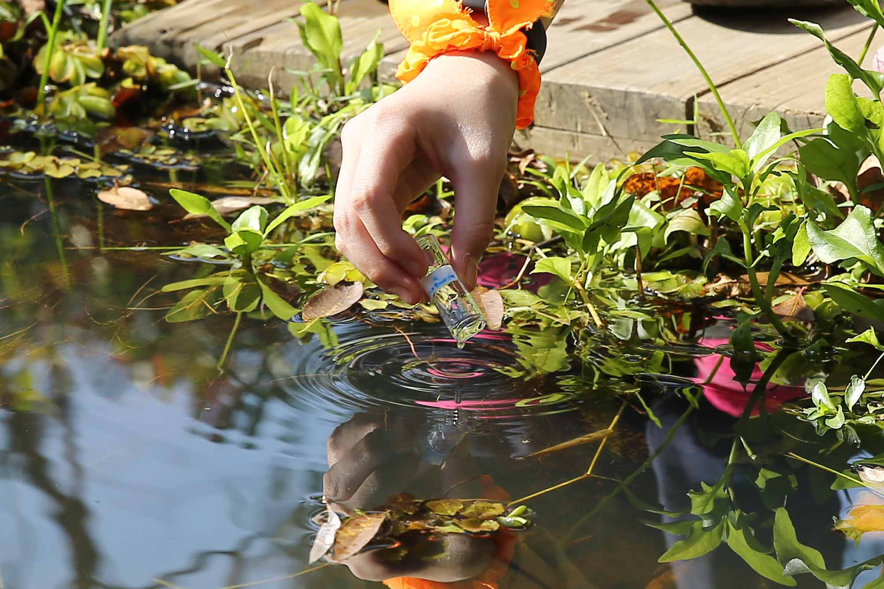 Firefly conservation - Focus Taiwan