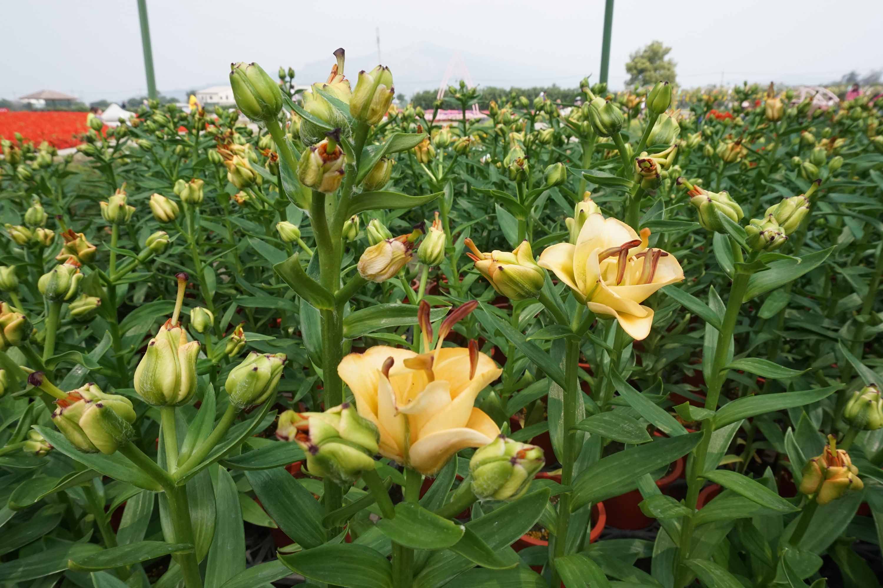 'Apricot Fudge' lilies - Focus Taiwan