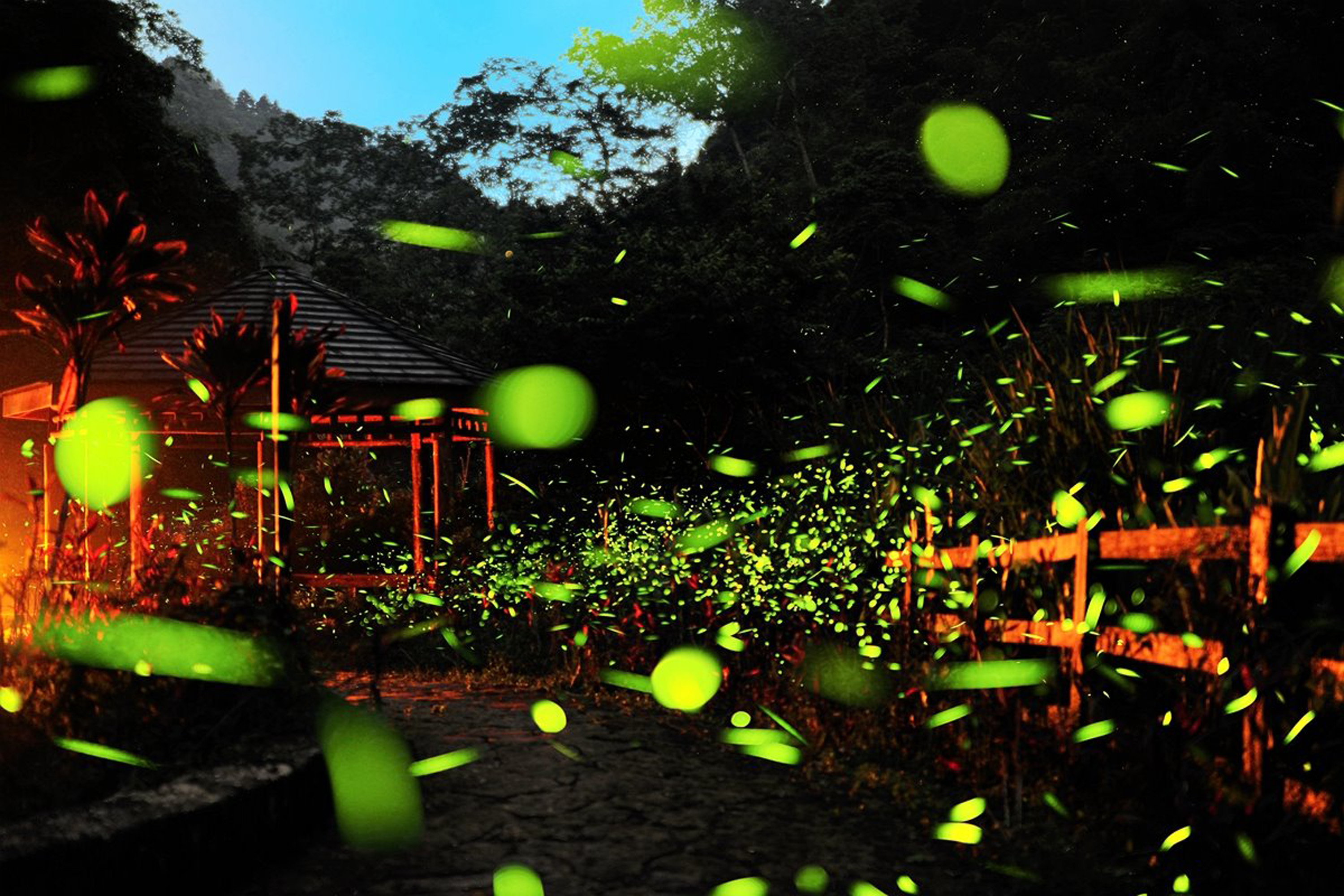 Fireflies burning bright - Focus Taiwan