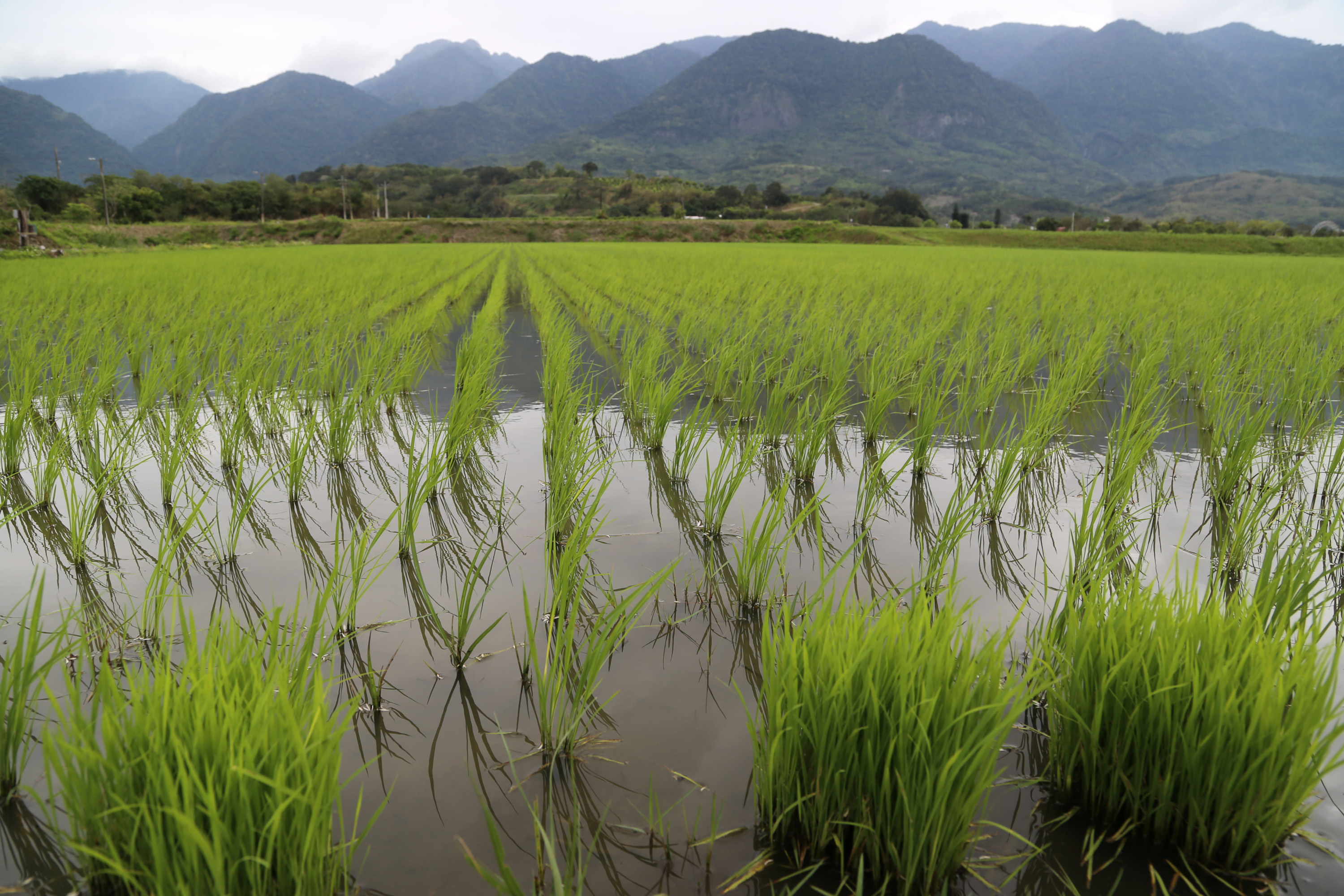 Rice paddy - Focus Taiwan