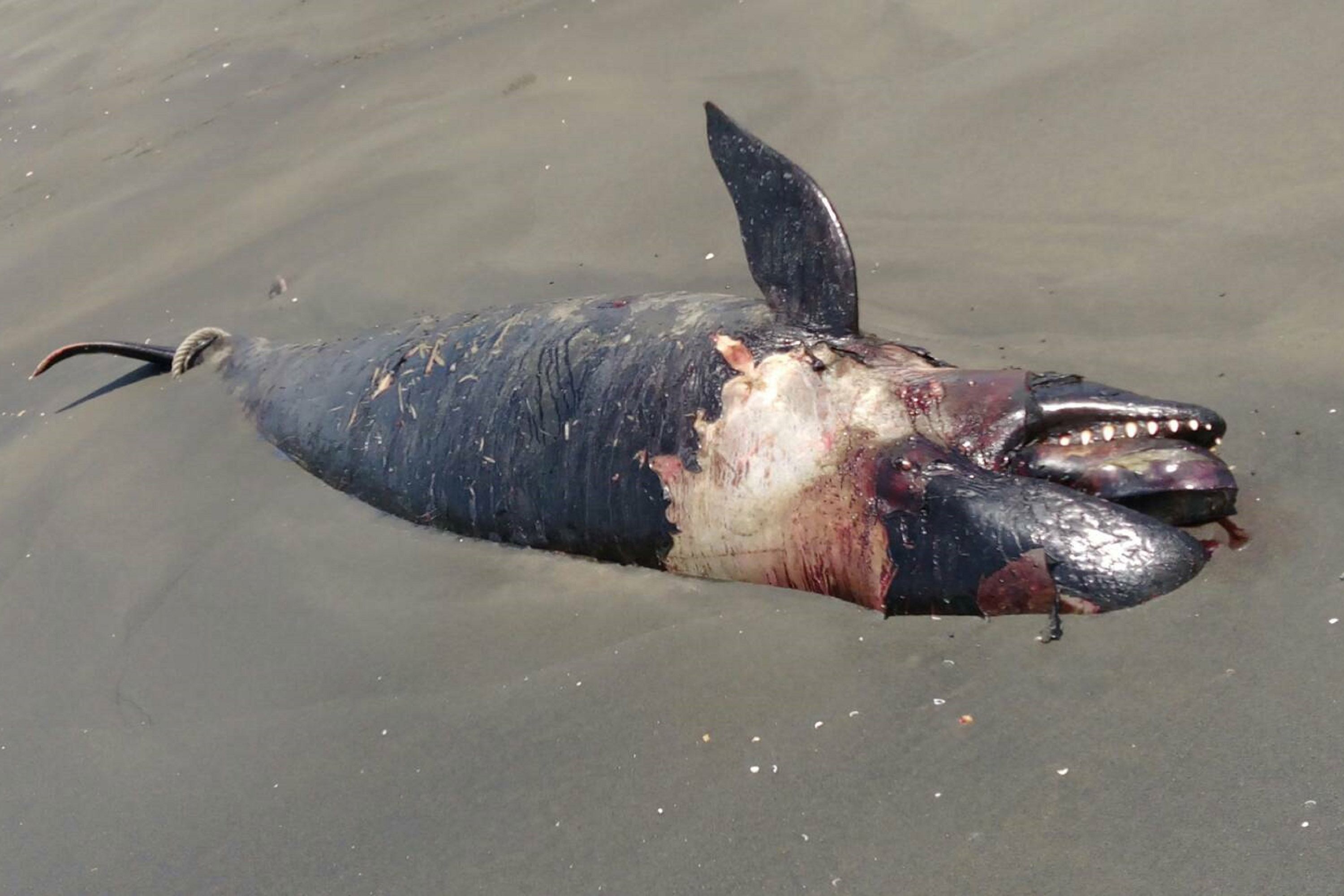 Dead whale - Focus Taiwan