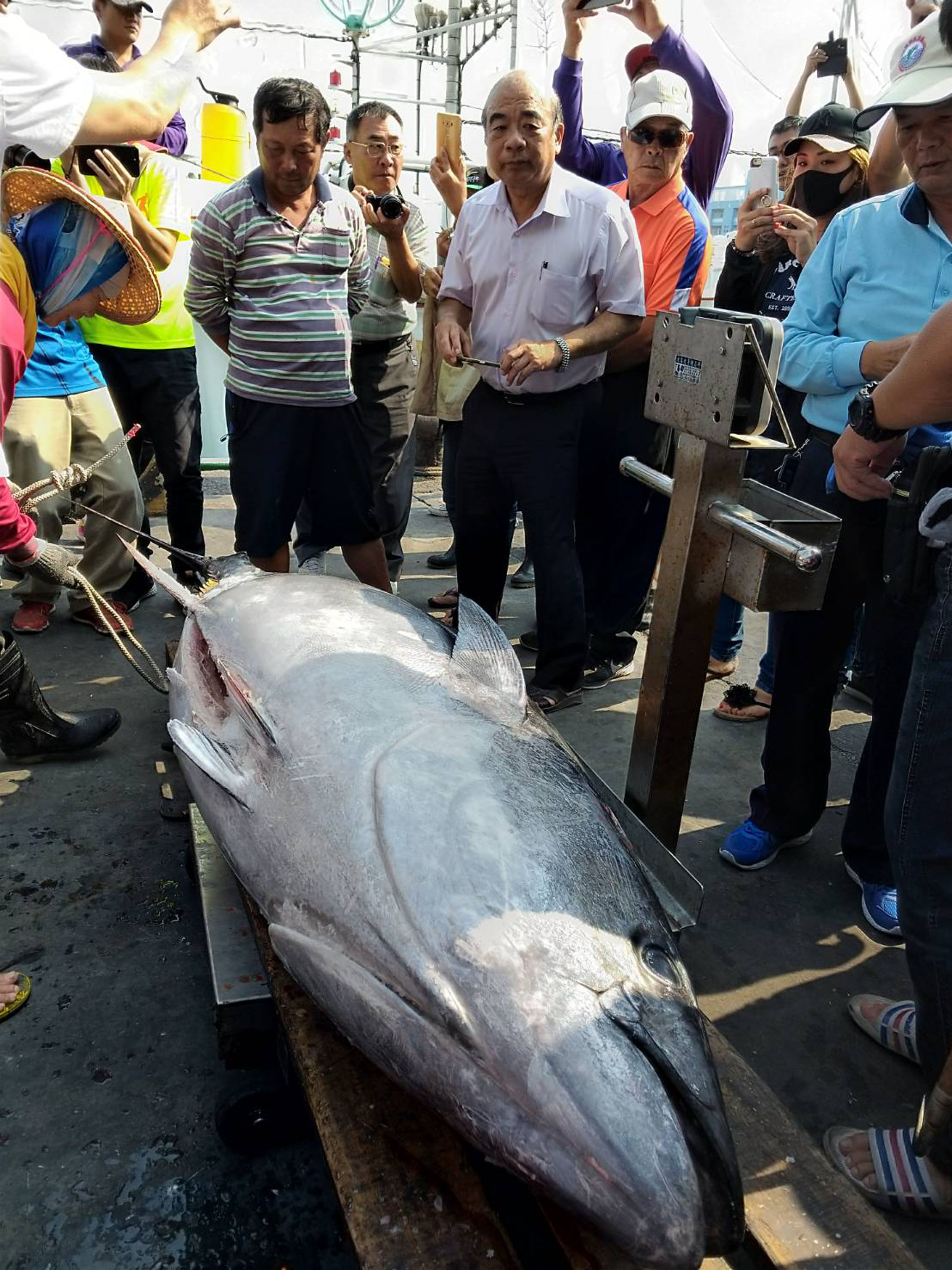 Big tuna - Focus Taiwan