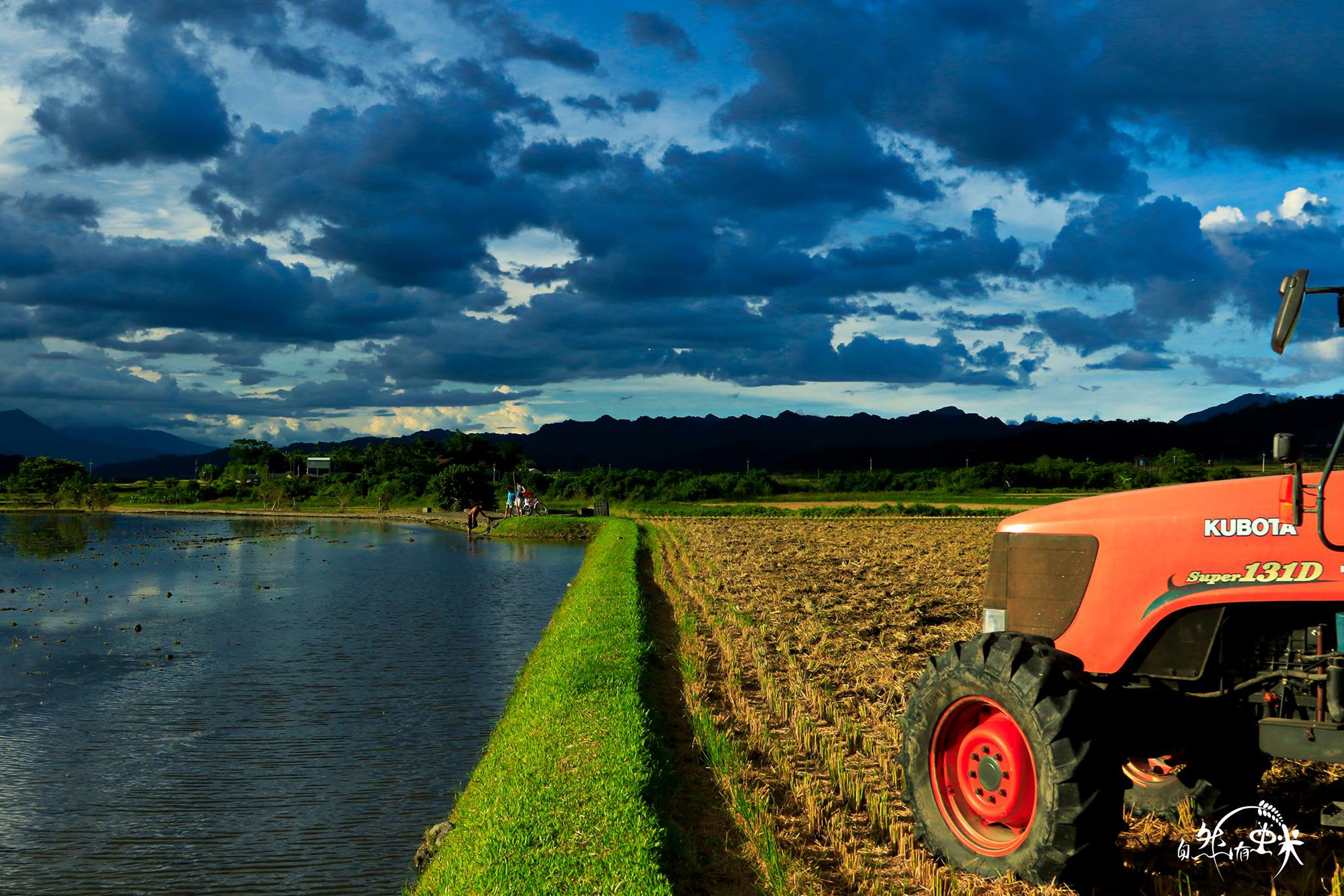 Rice farm - Focus Taiwan