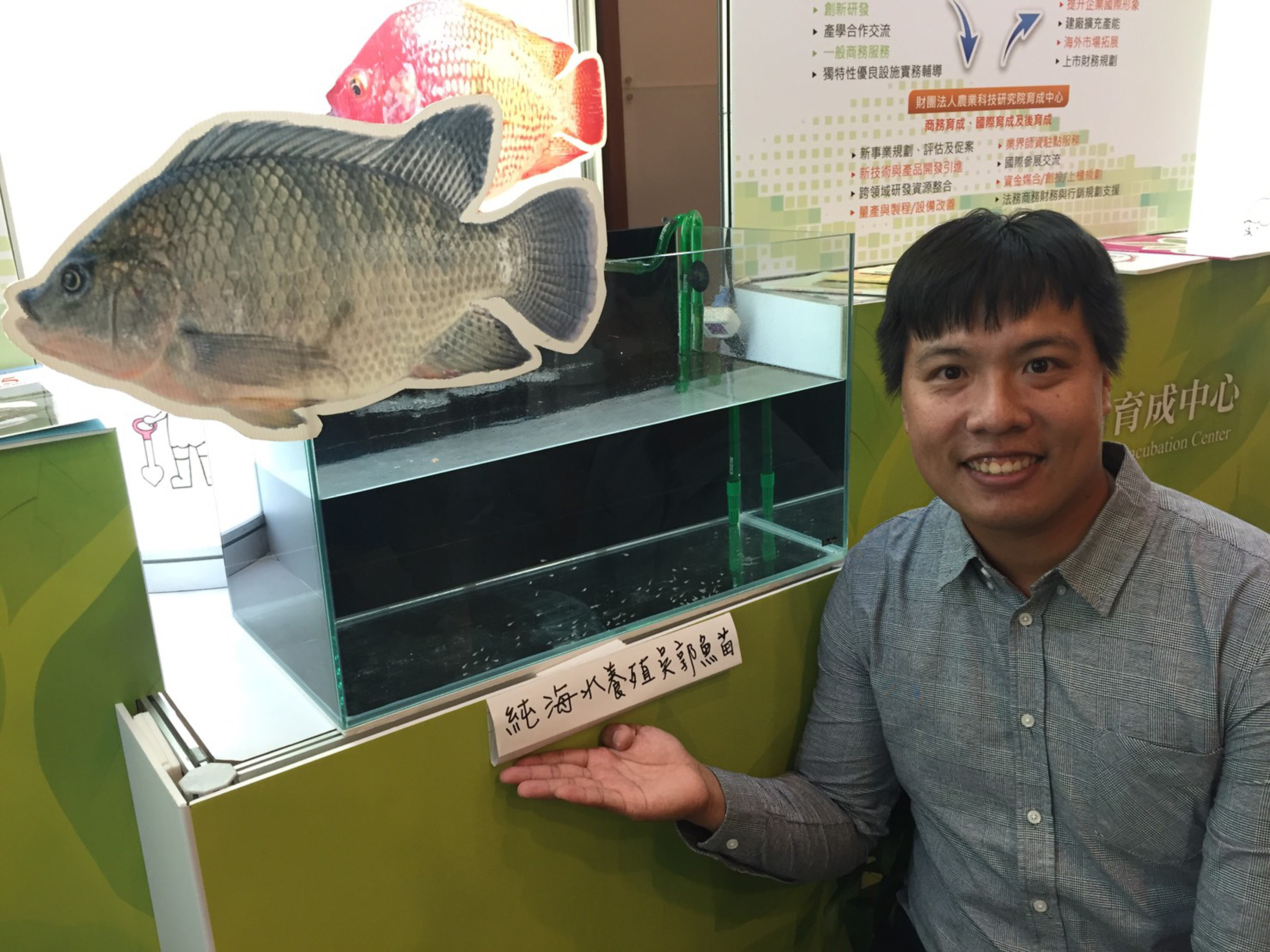 Saltwater tilapia fry - Focus Taiwan