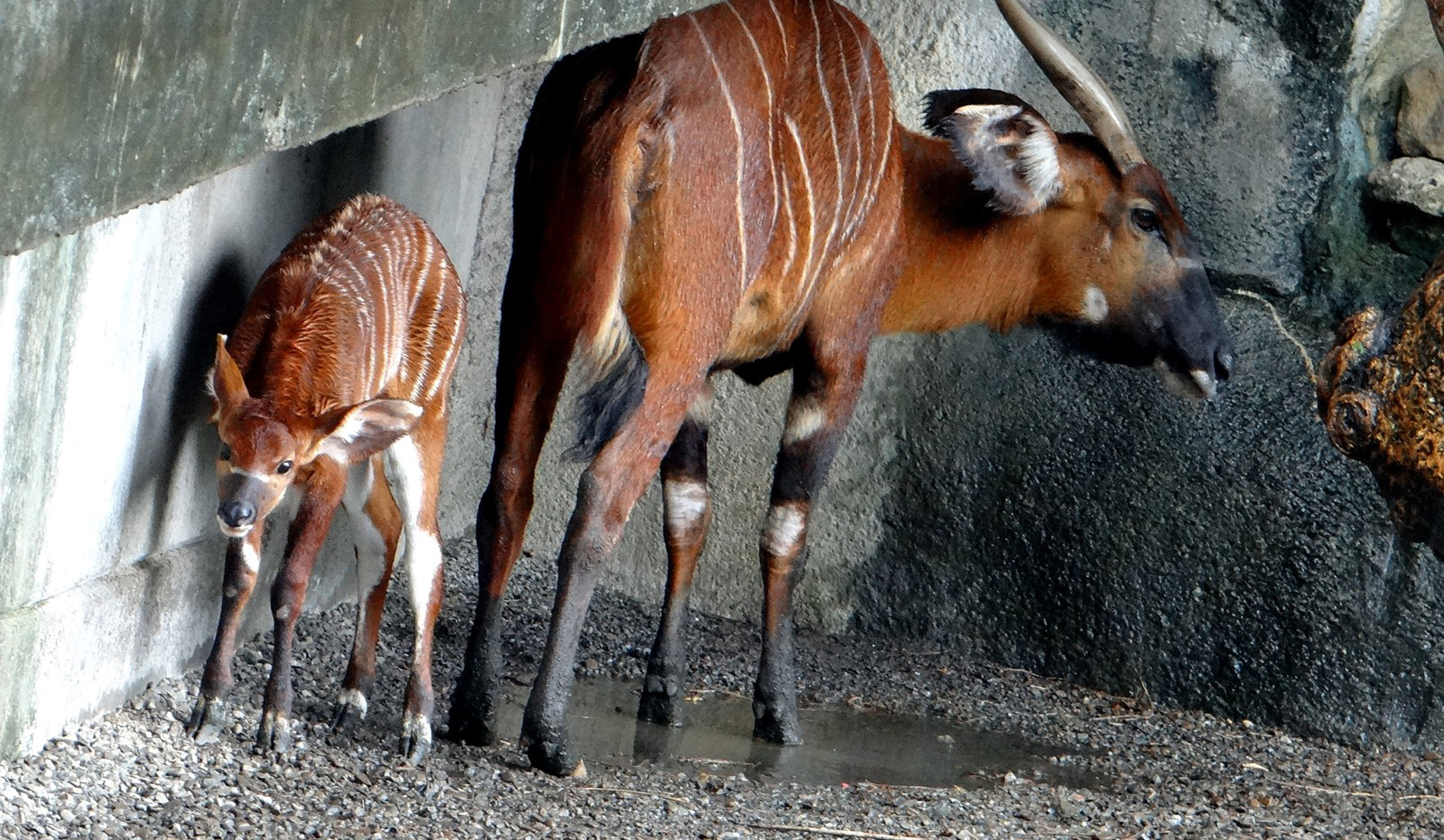 Baby bongo - Focus Taiwan