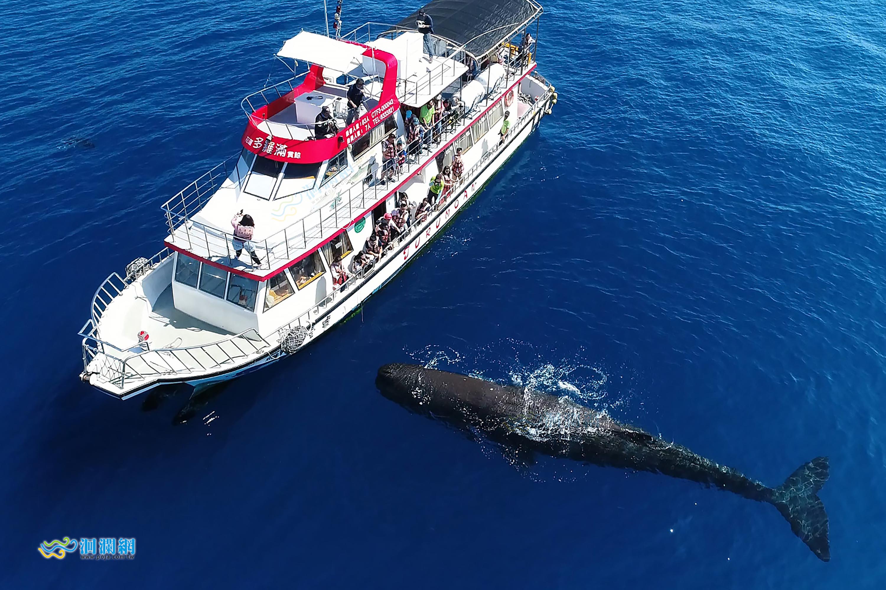 Sperm whale encounter - Focus Taiwan