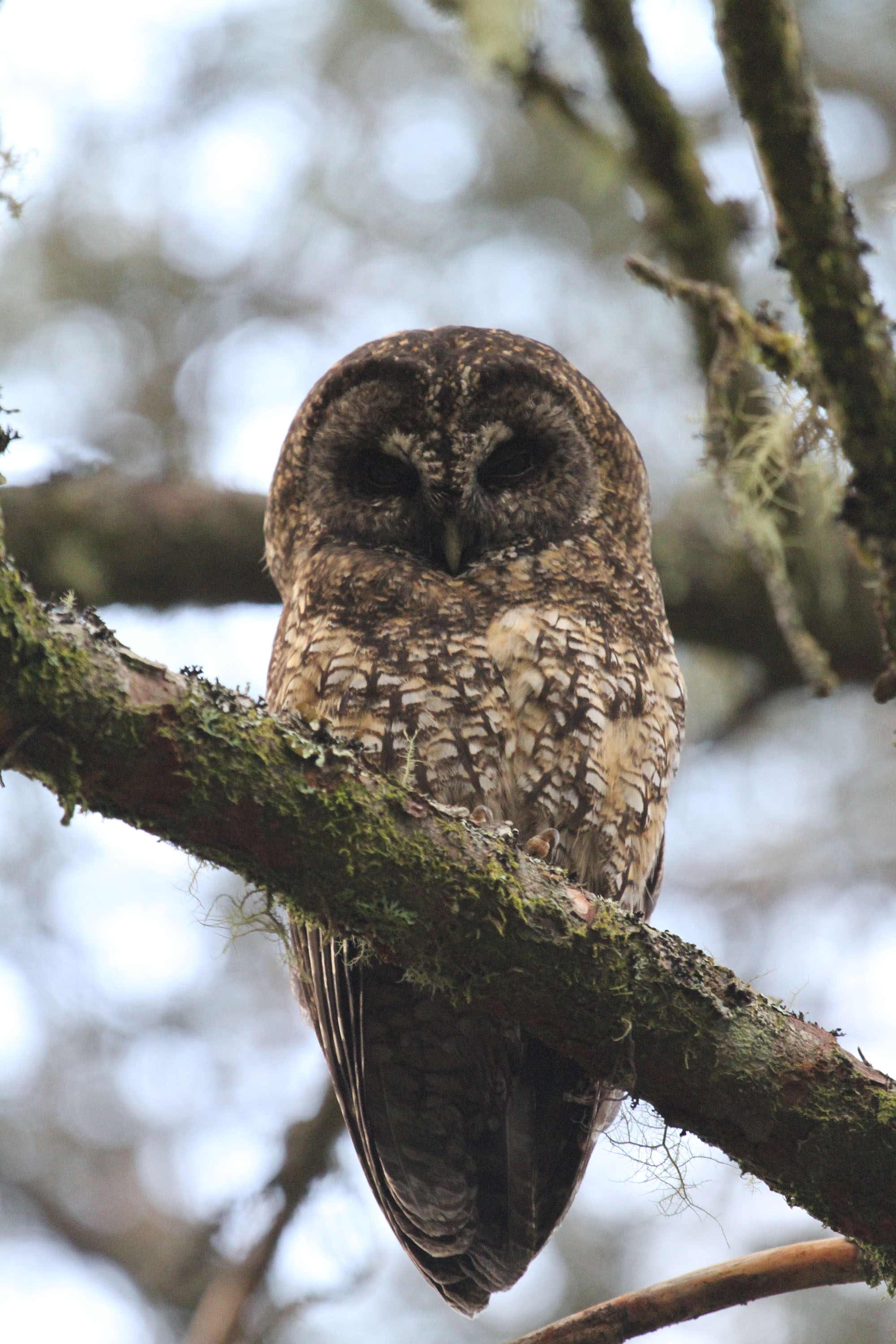 Owl in the wild - Focus Taiwan