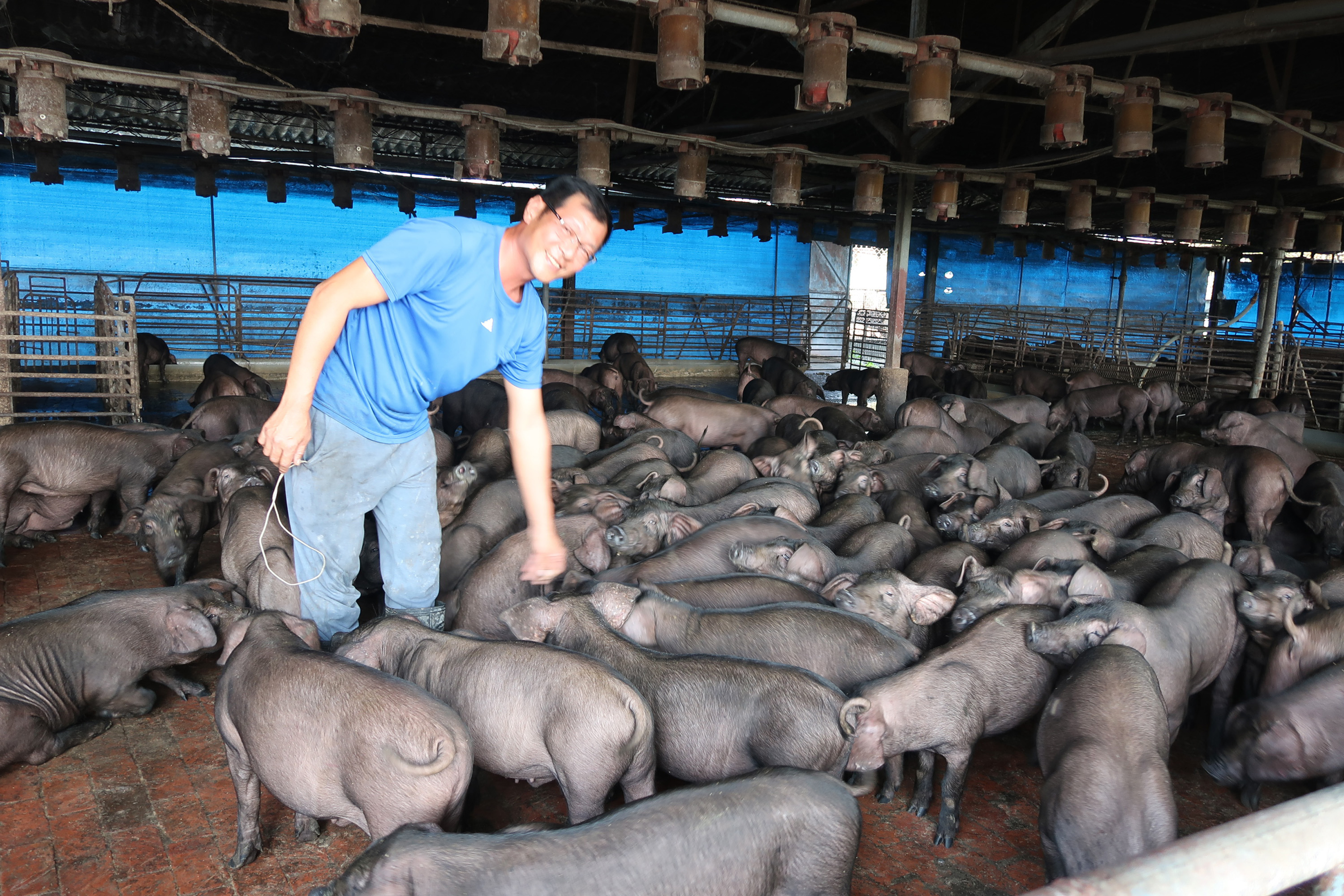 Pig farmer - Focus Taiwan