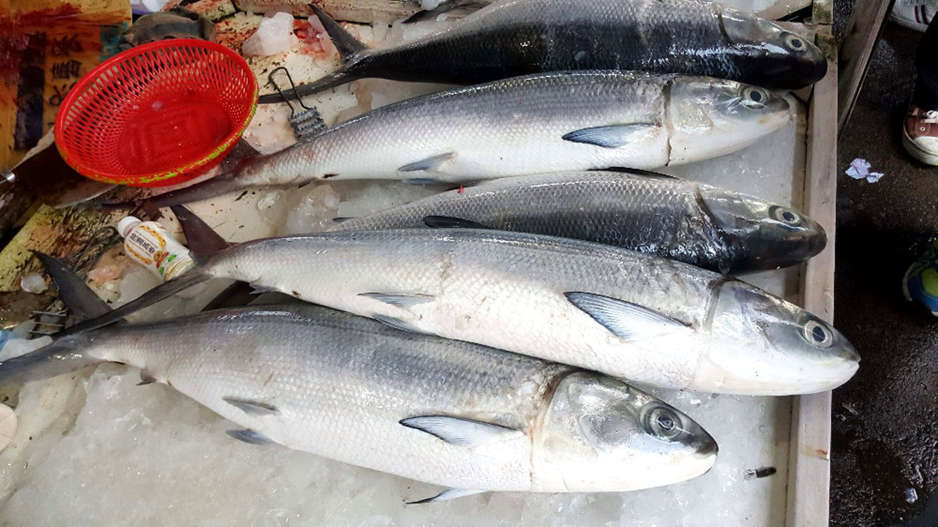 Big milkfish - Focus Taiwan