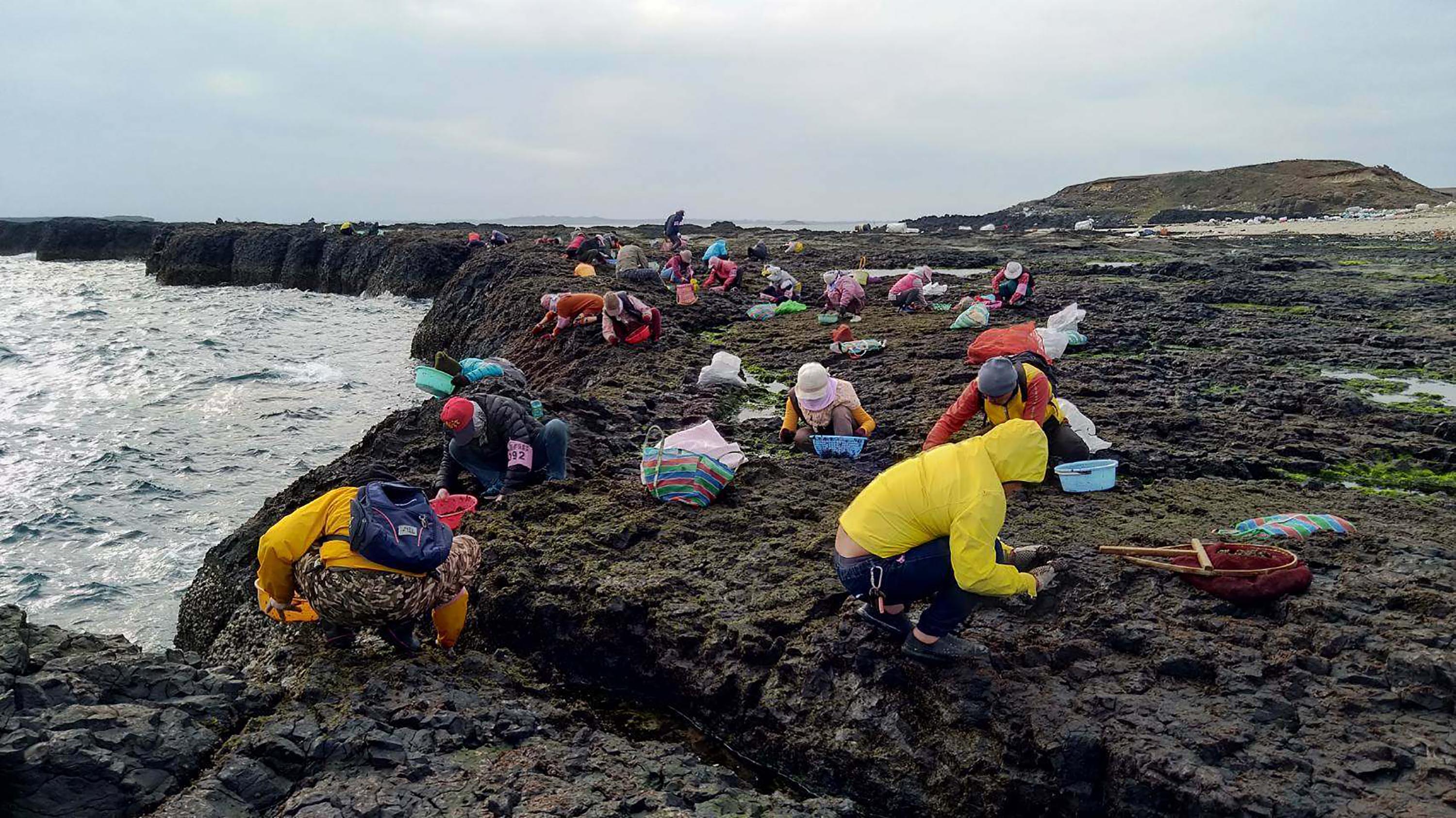 Harvesting seaweed - Focus Taiwan