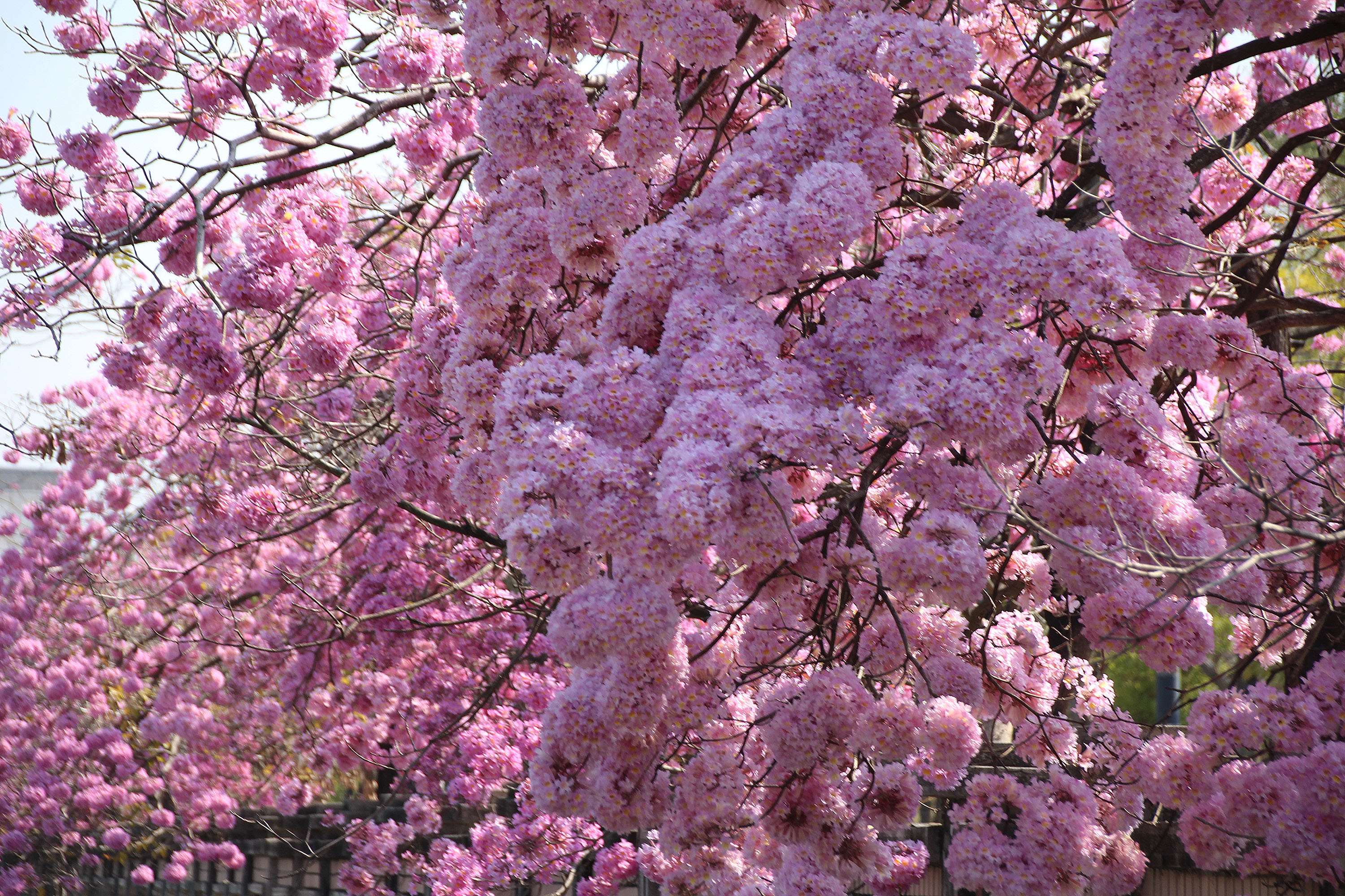 Pink poui - Focus Taiwan