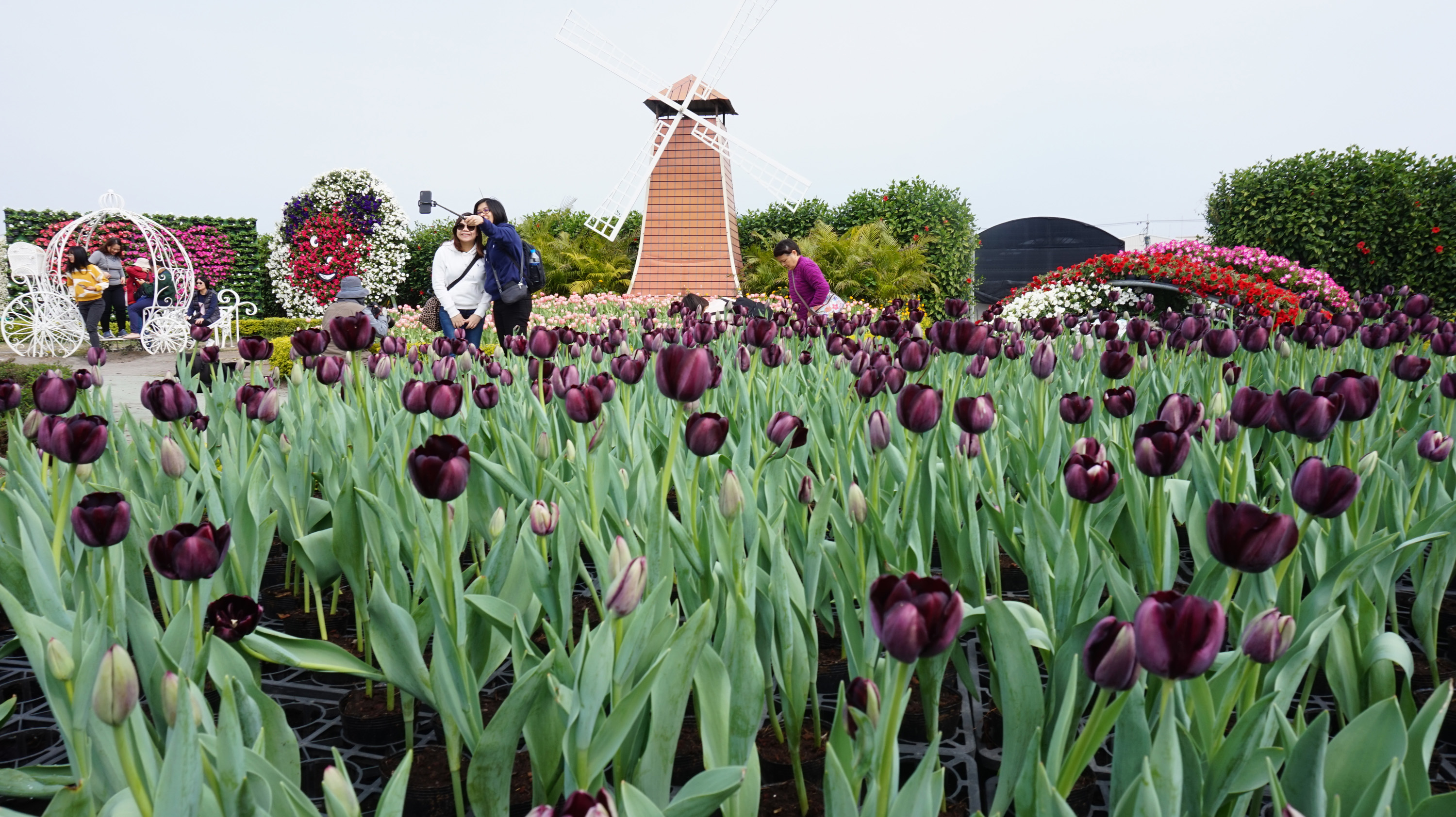 Purple tulips in bloom - Focus Taiwan