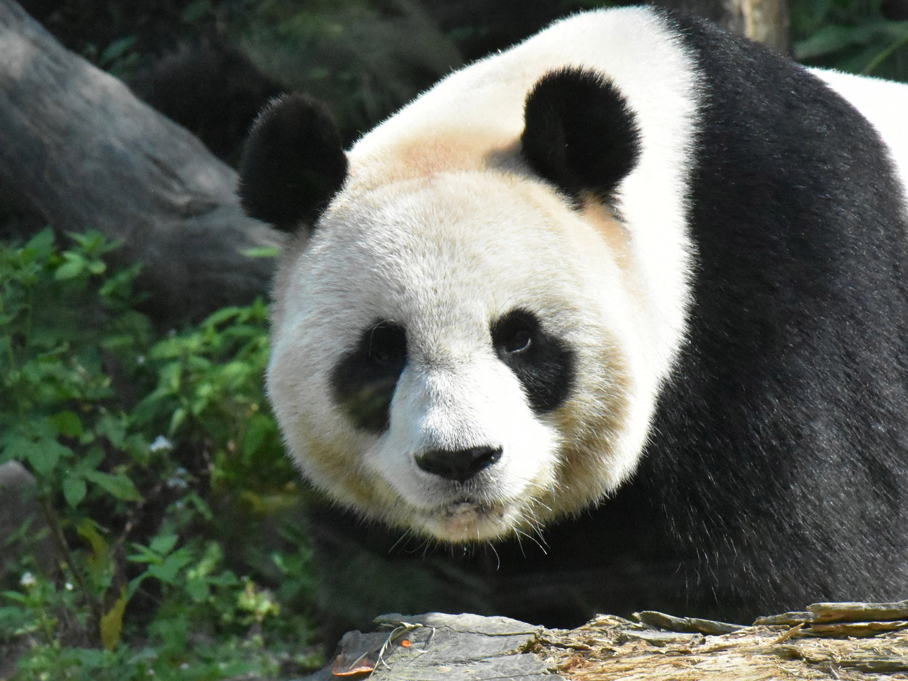 Taipei Zoo panda - Focus Taiwan