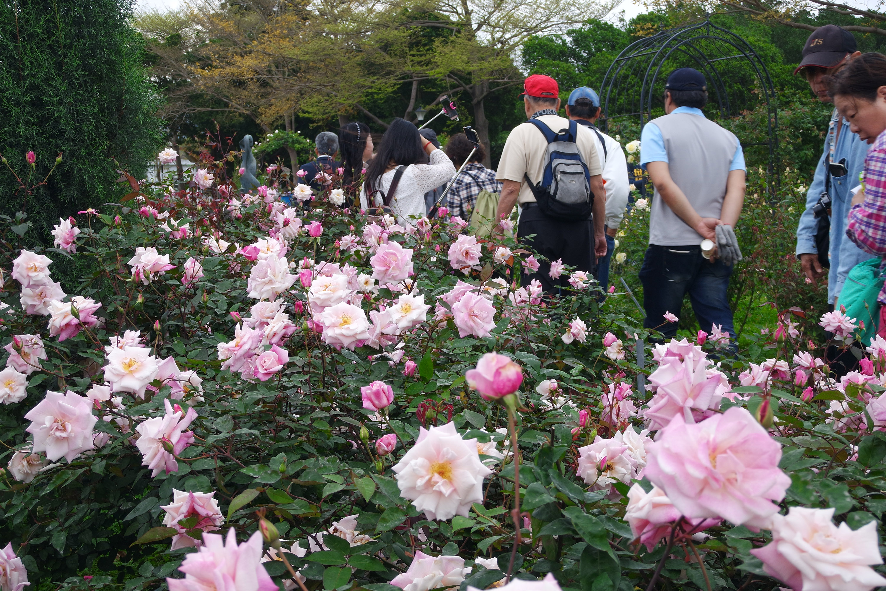 Rose exhibition - Focus Taiwan