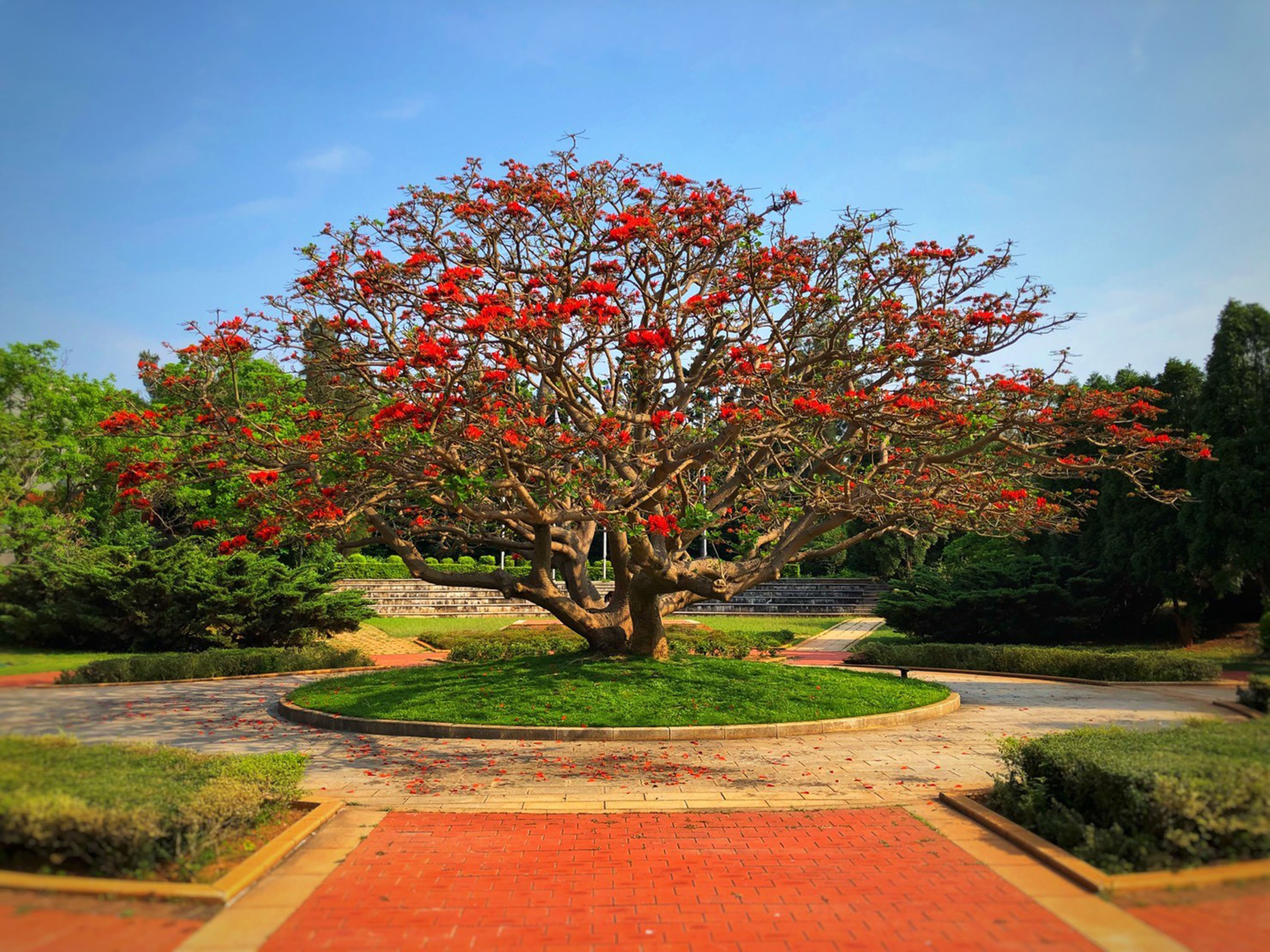 Erythrina tree - Focus Taiwan