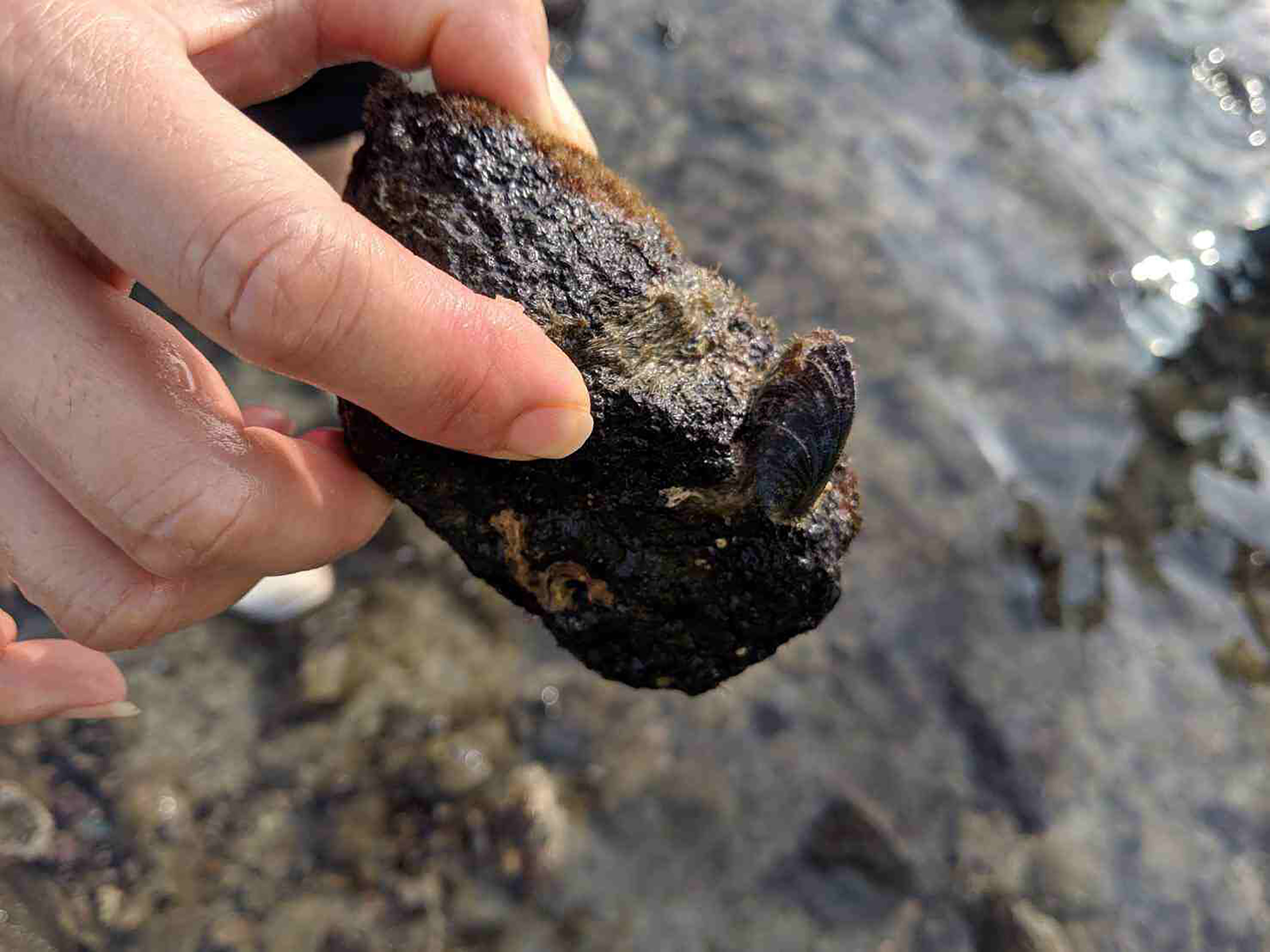 Box mussel in Penghu - Focus Taiwan
