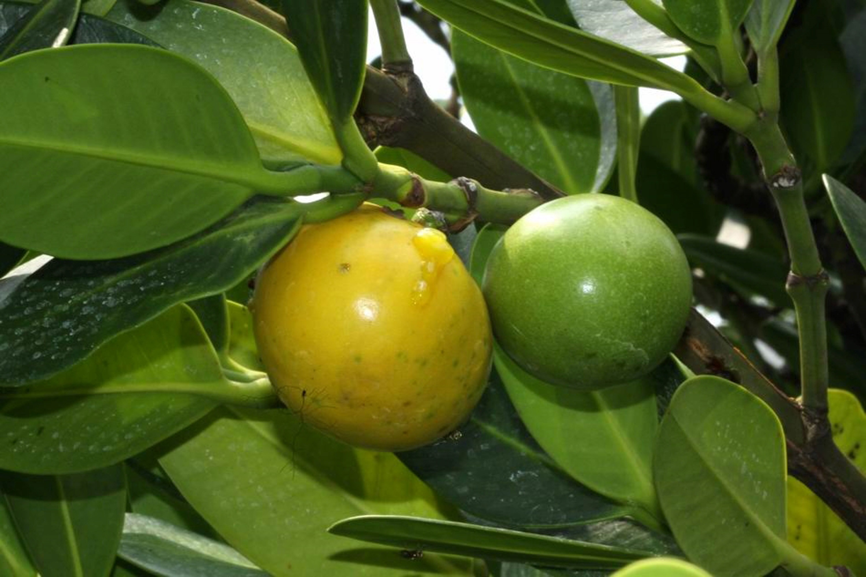 'Skunk' fruit - Focus Taiwan