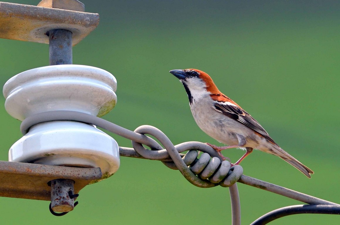Endangered sparrow - Focus Taiwan