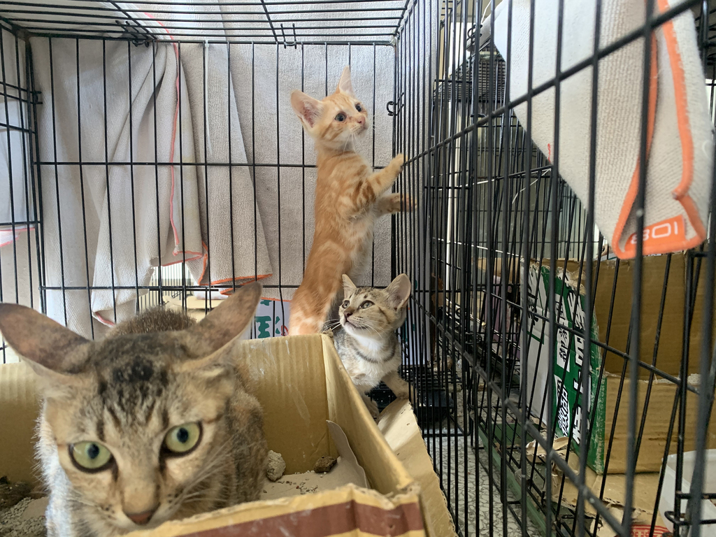 Stray cats project - Focus Taiwan