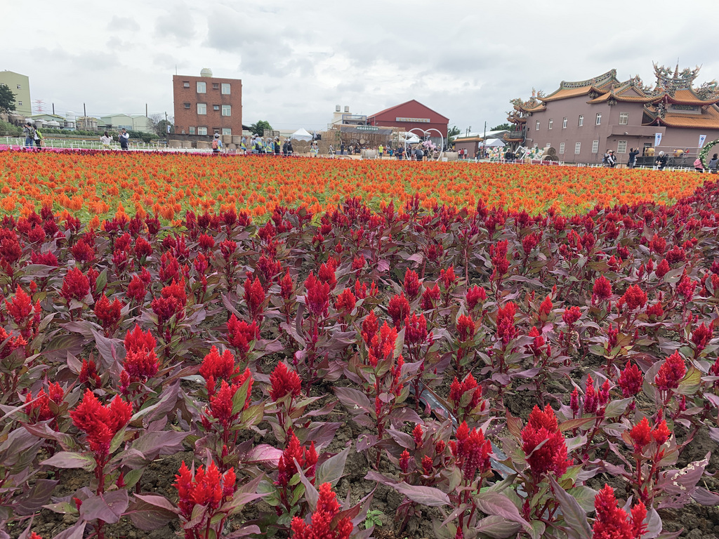 Fields of flowers - Focus Taiwan
