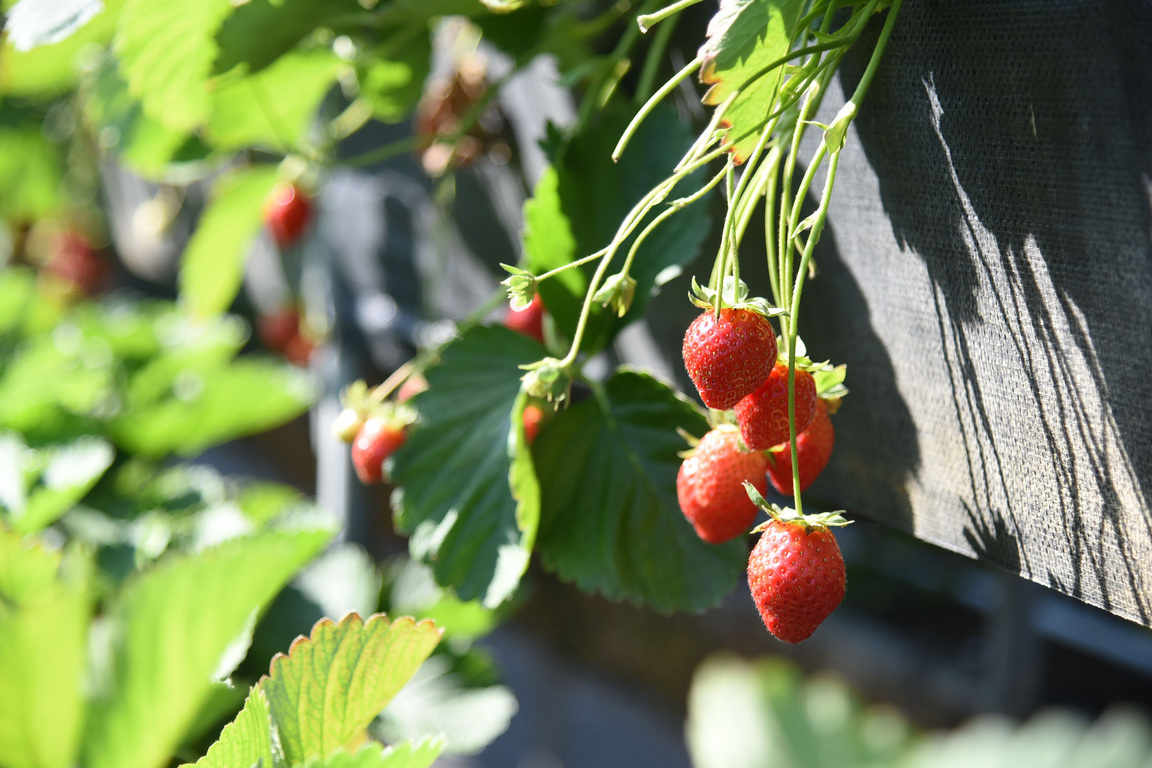 Early strawberries - Focus Taiwan
