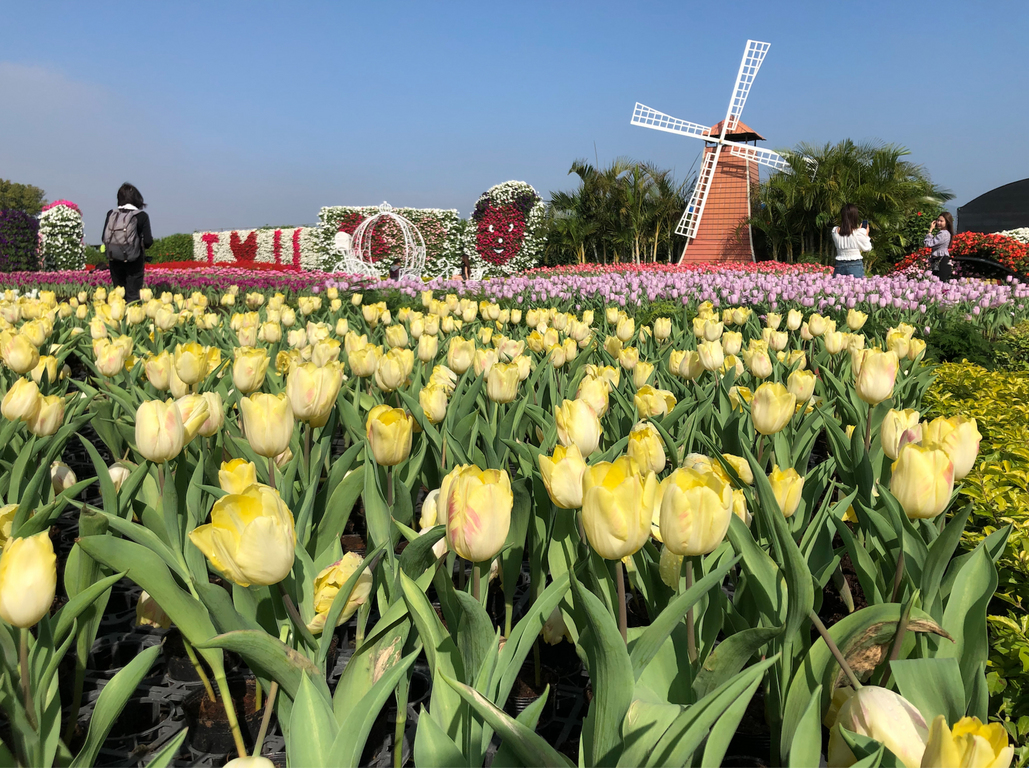 Blooming tulip field - Focus Taiwan