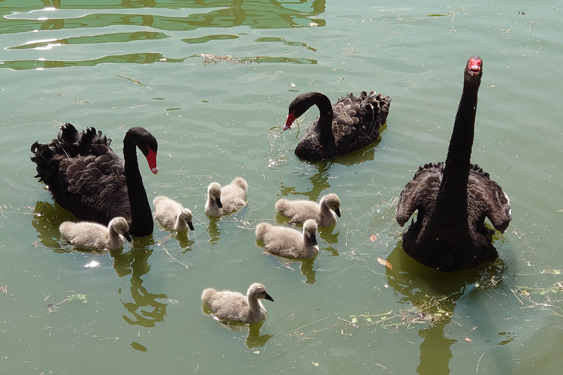 Baby black swans - Focus Taiwan