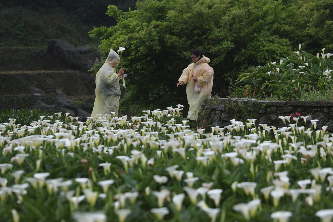 Calla lily season - Focus Taiwan