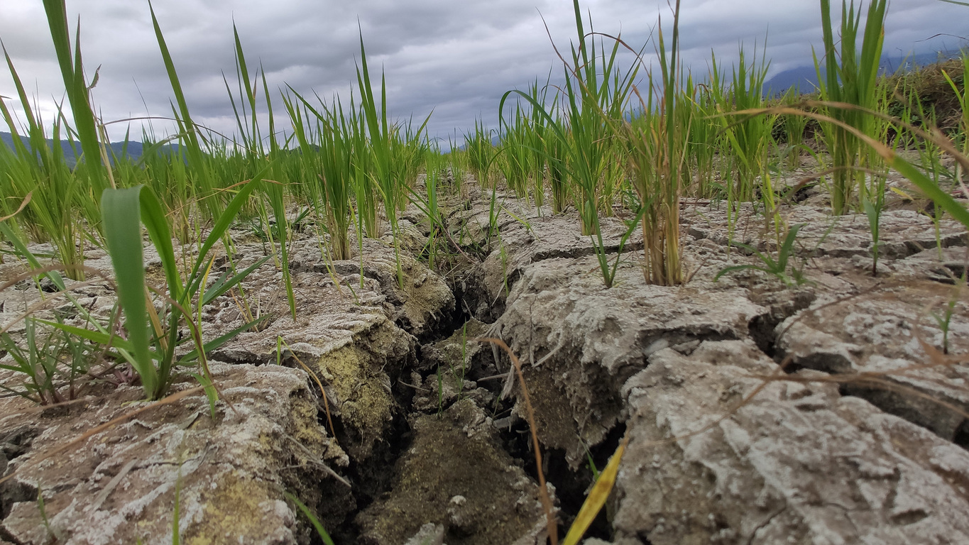 Dry rice field - Focus Taiwan