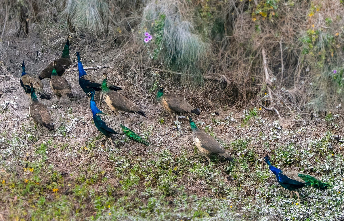 Too many peacocks - Focus Taiwan