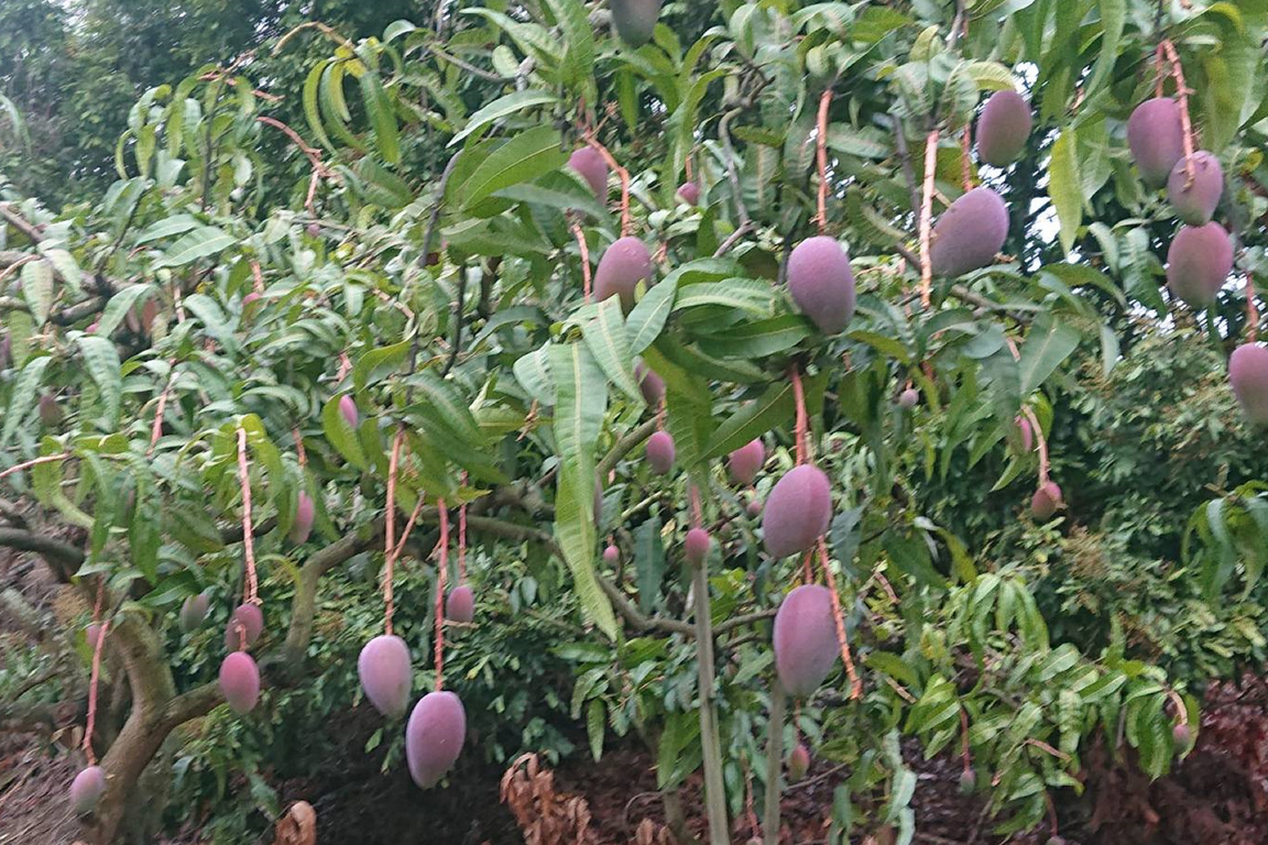 Mango season - Focus Taiwan